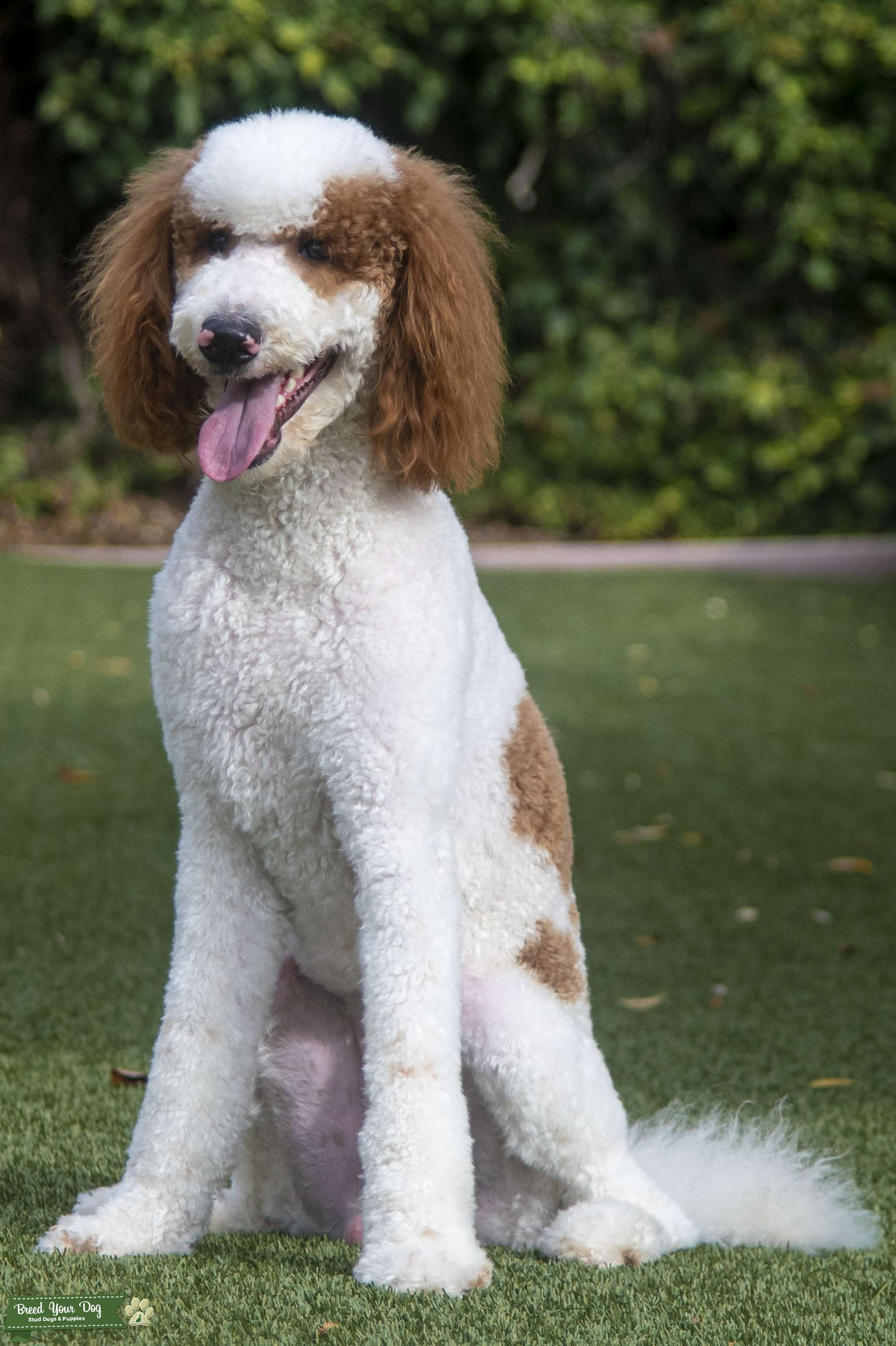 Red Parti Stud - Stud Dog in California, United States | Breed Your Dog