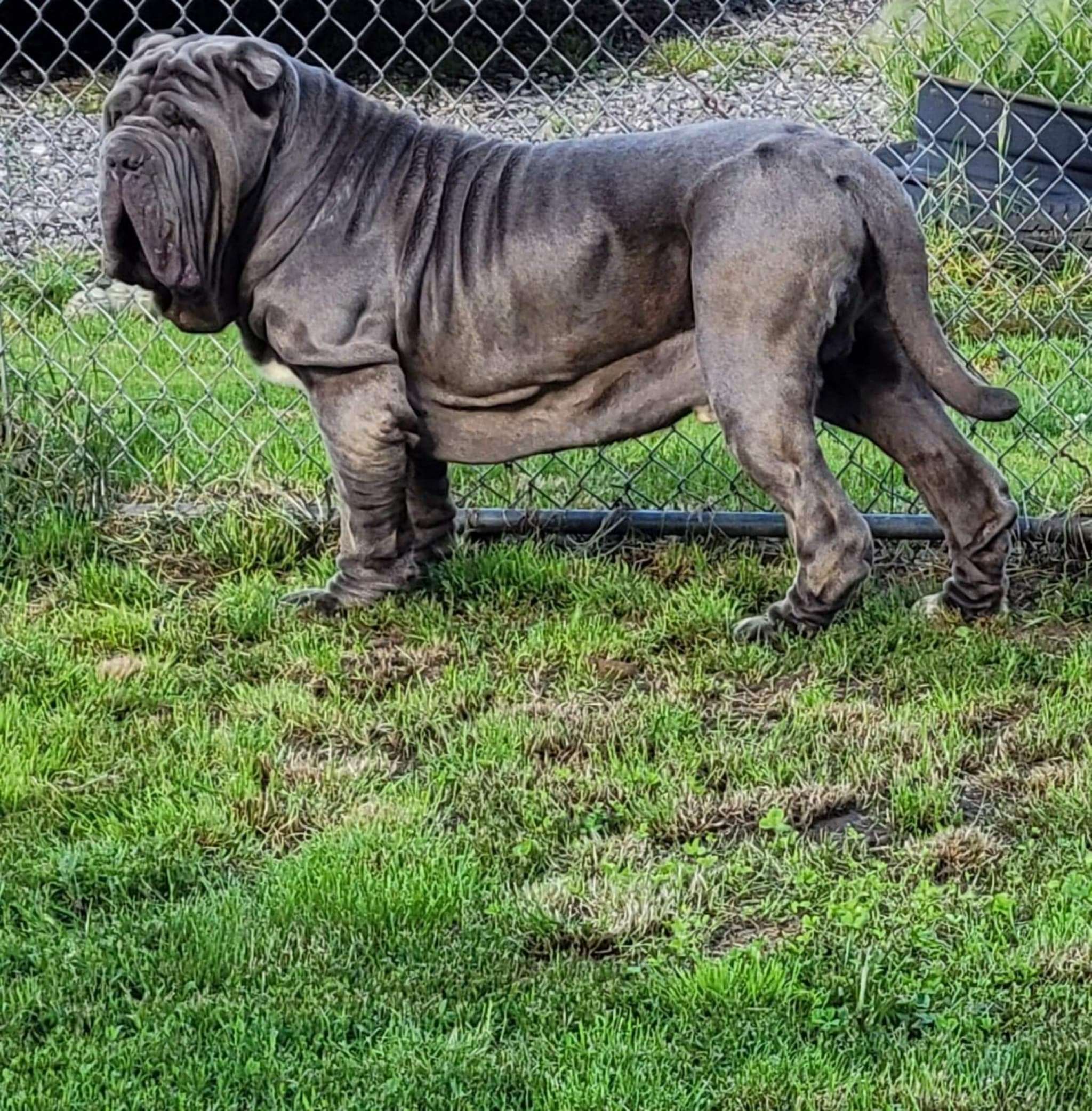 Neapolitan Mastiff Stud - Stud Dog in OH, United States | Breed Your Dog