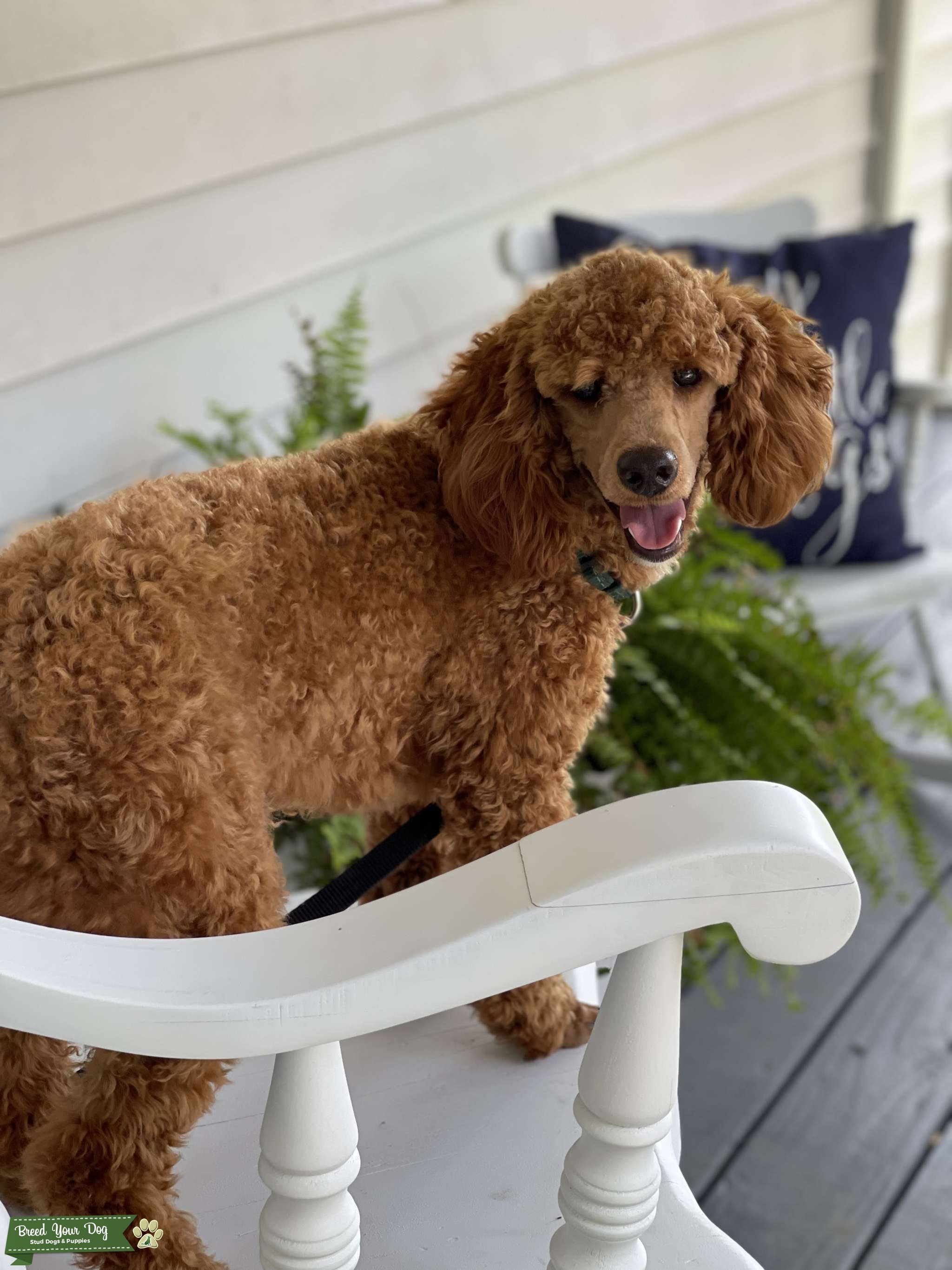 Miniature Poodle - Stud Dog in United States, the United States | Breed ...