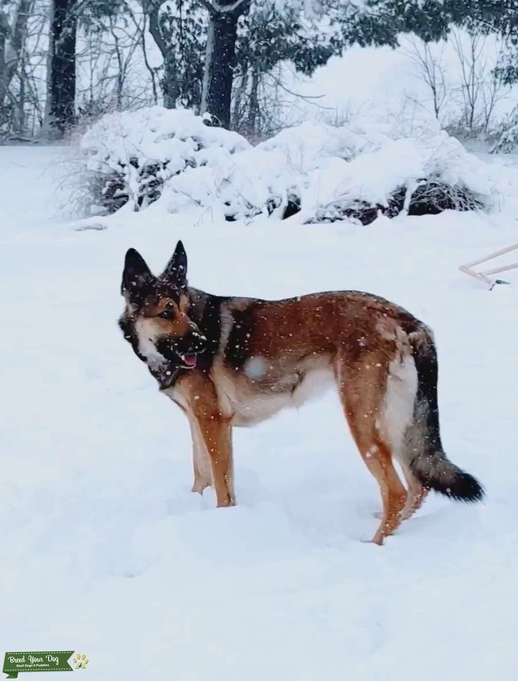 Red German Shepard Malinois - Stud Dog in Livingston County, Michigan ...