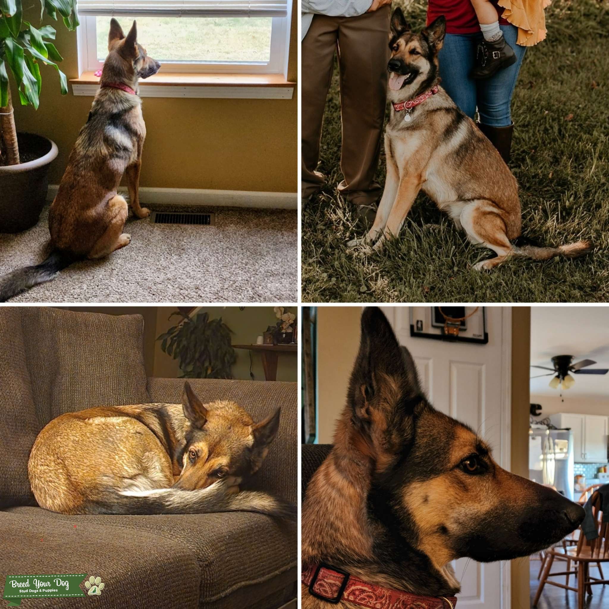 Red German Shepard Malinois - Stud Dog in Livingston County, Michigan ...