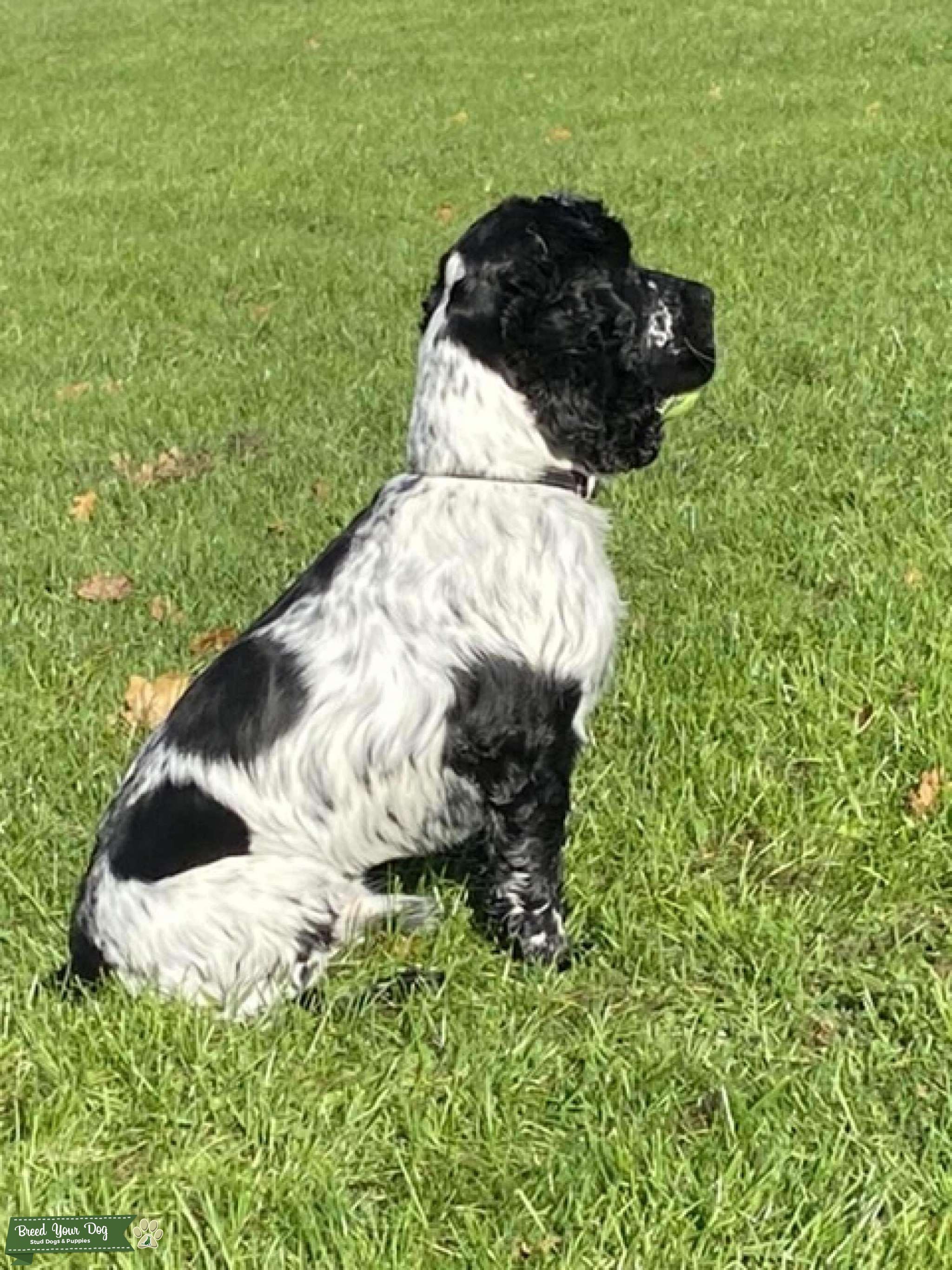 English Cocker Spaniel Blue Roan - Stud Dog in Borehamwood , United ...