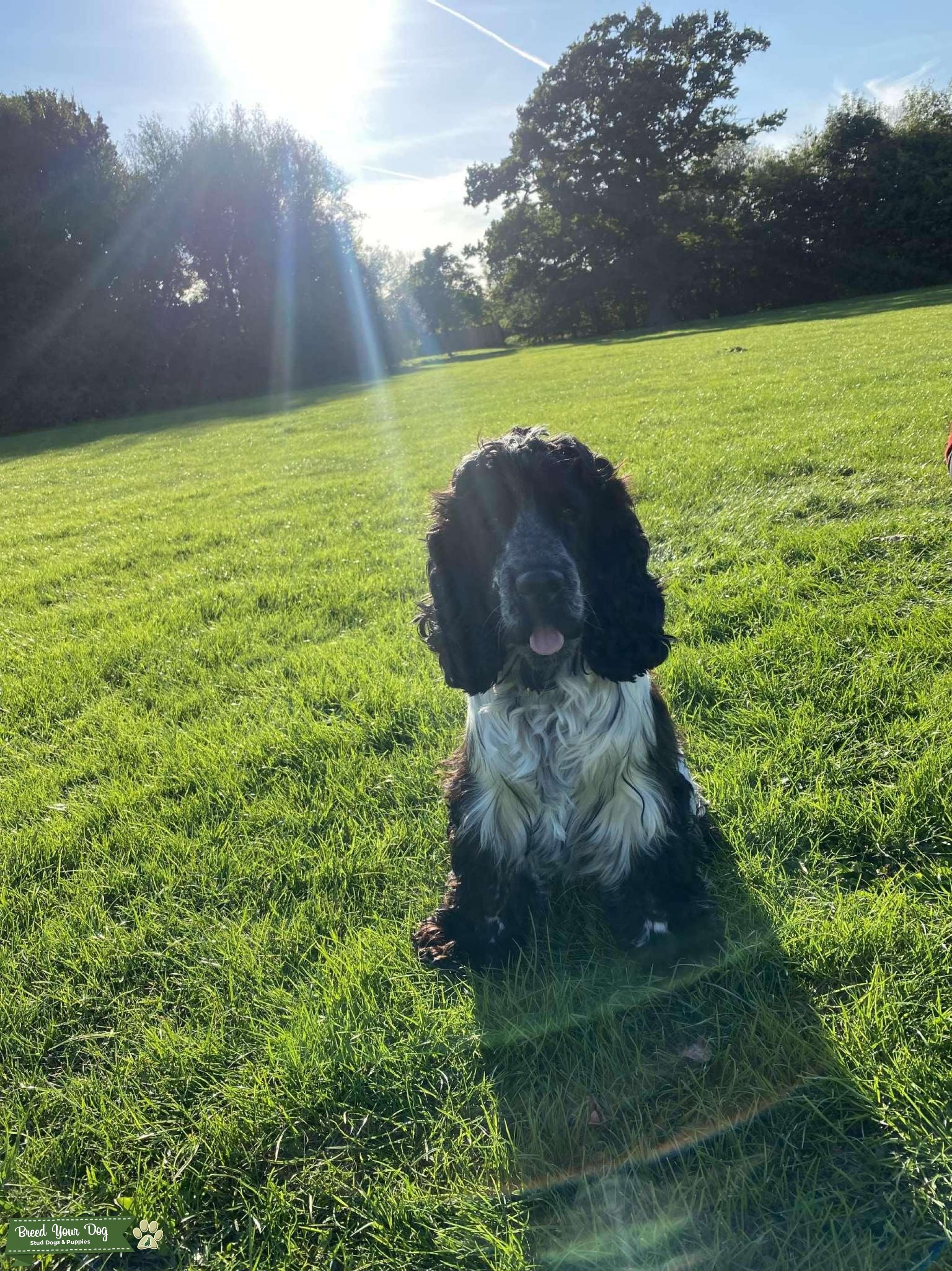 English Cocker Spaniel Blue Roan - Stud Dog in Borehamwood , United ...