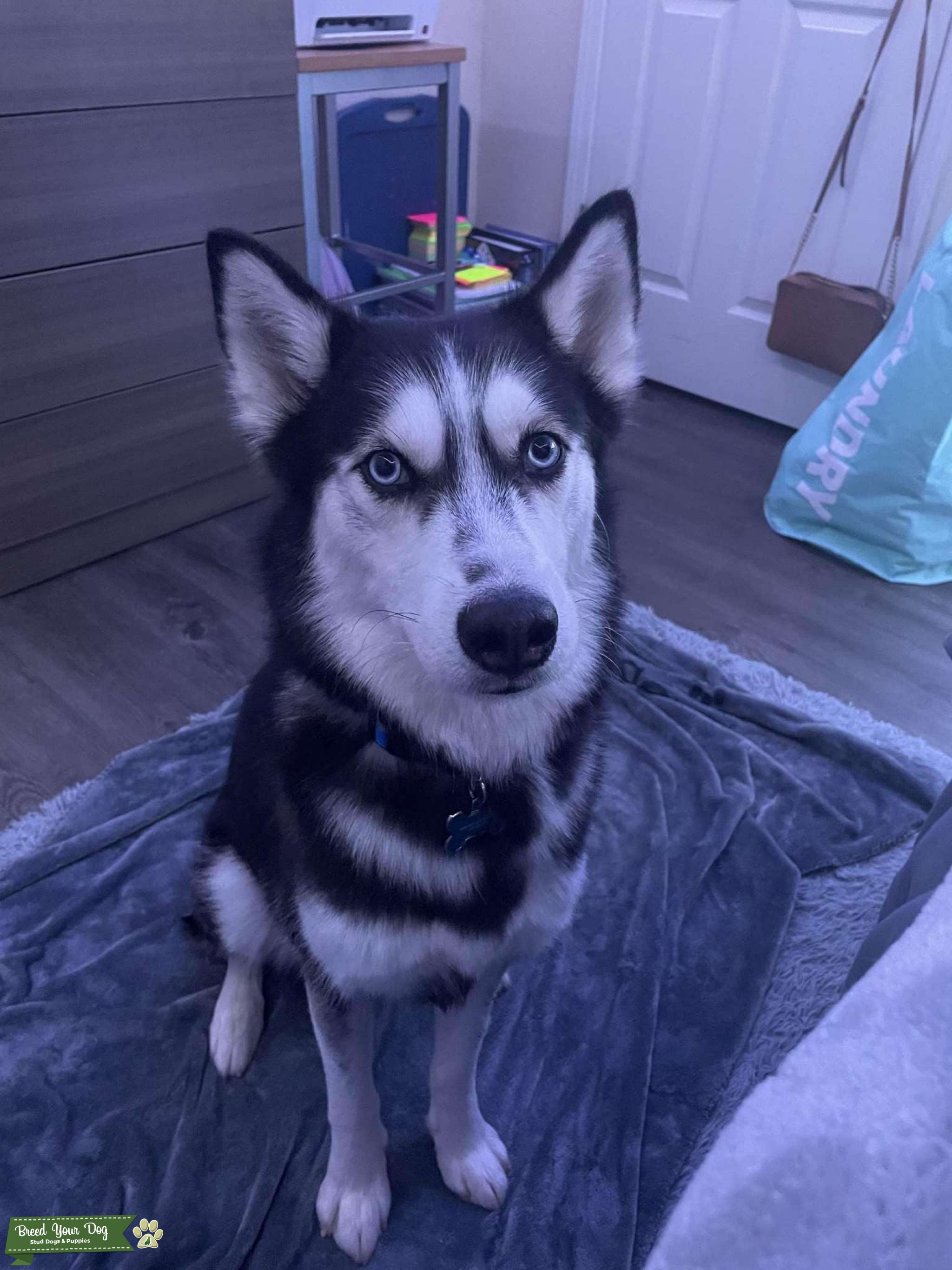 Black/ White Siberian Husky - Stud Dog in Georgia, the United States ...