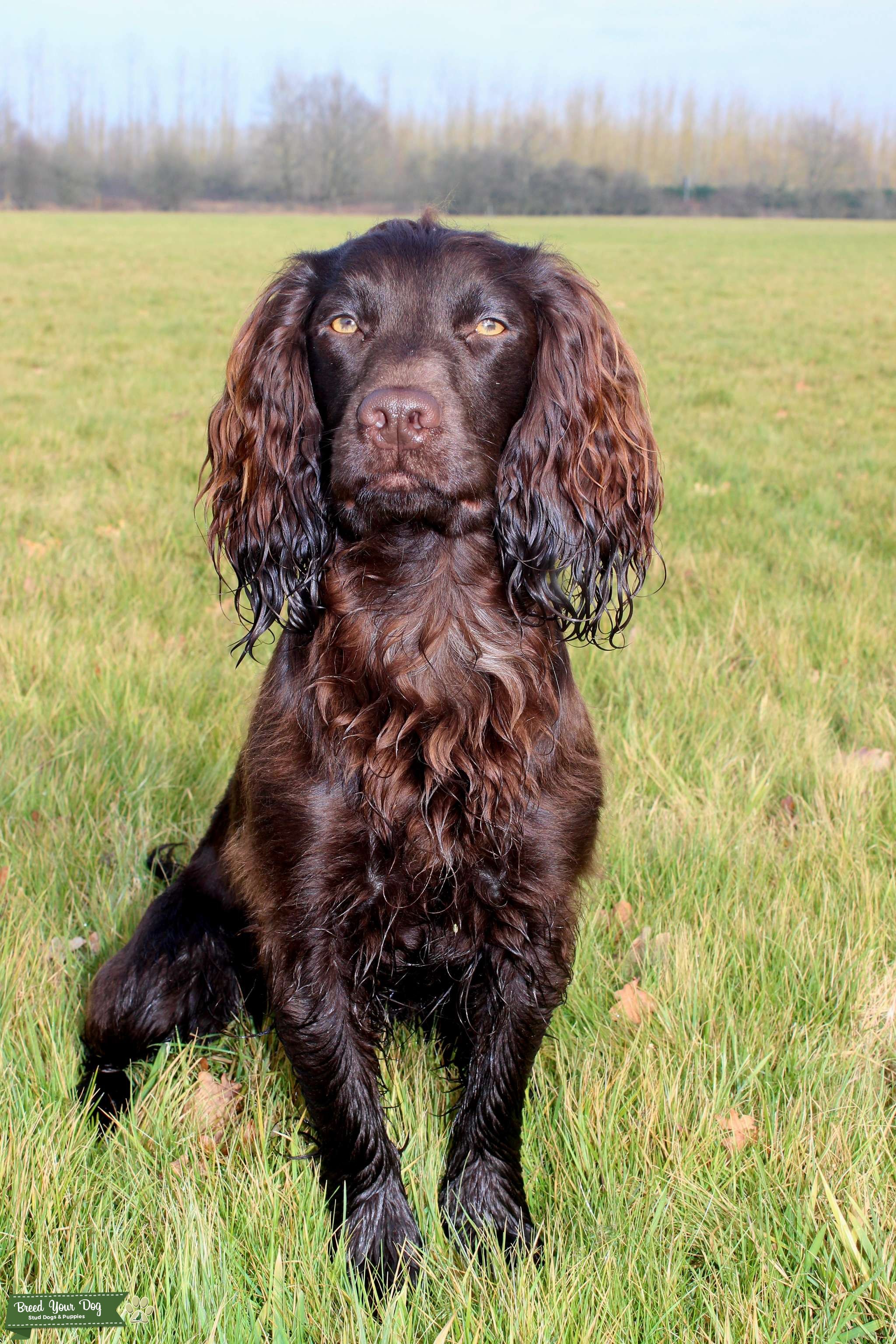 Working cocker at stud - Stud Dog in Kent, the United States | Breed ...