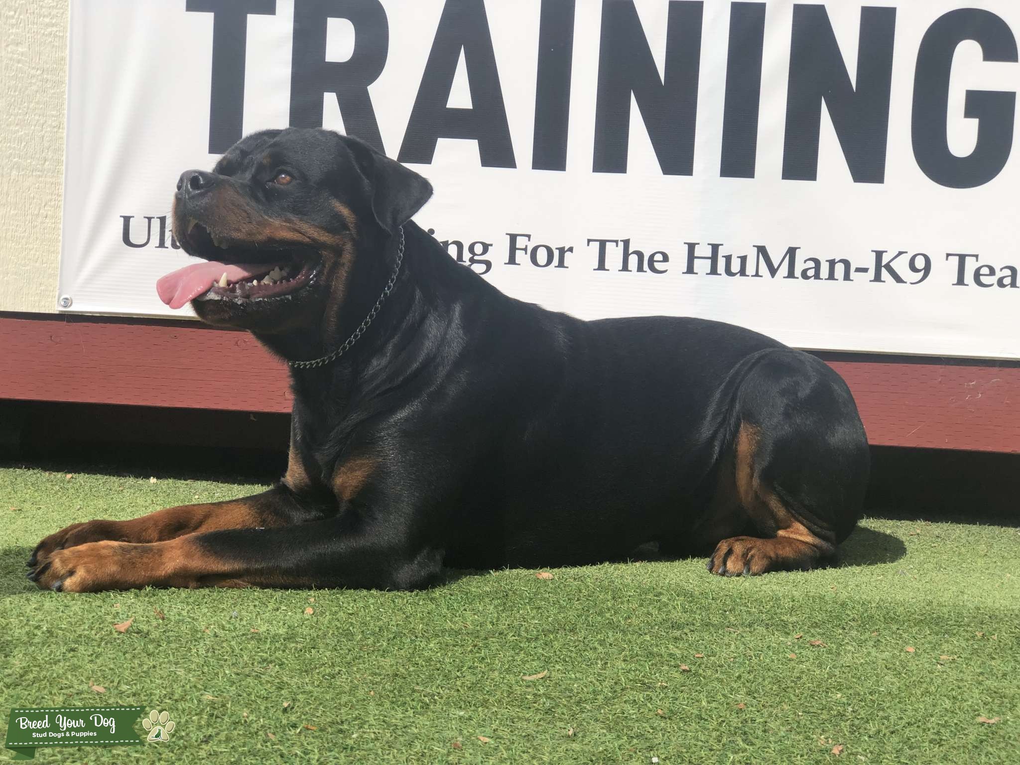 AKC German Rottweiler Stud - Stud Dog in California, the United States ...