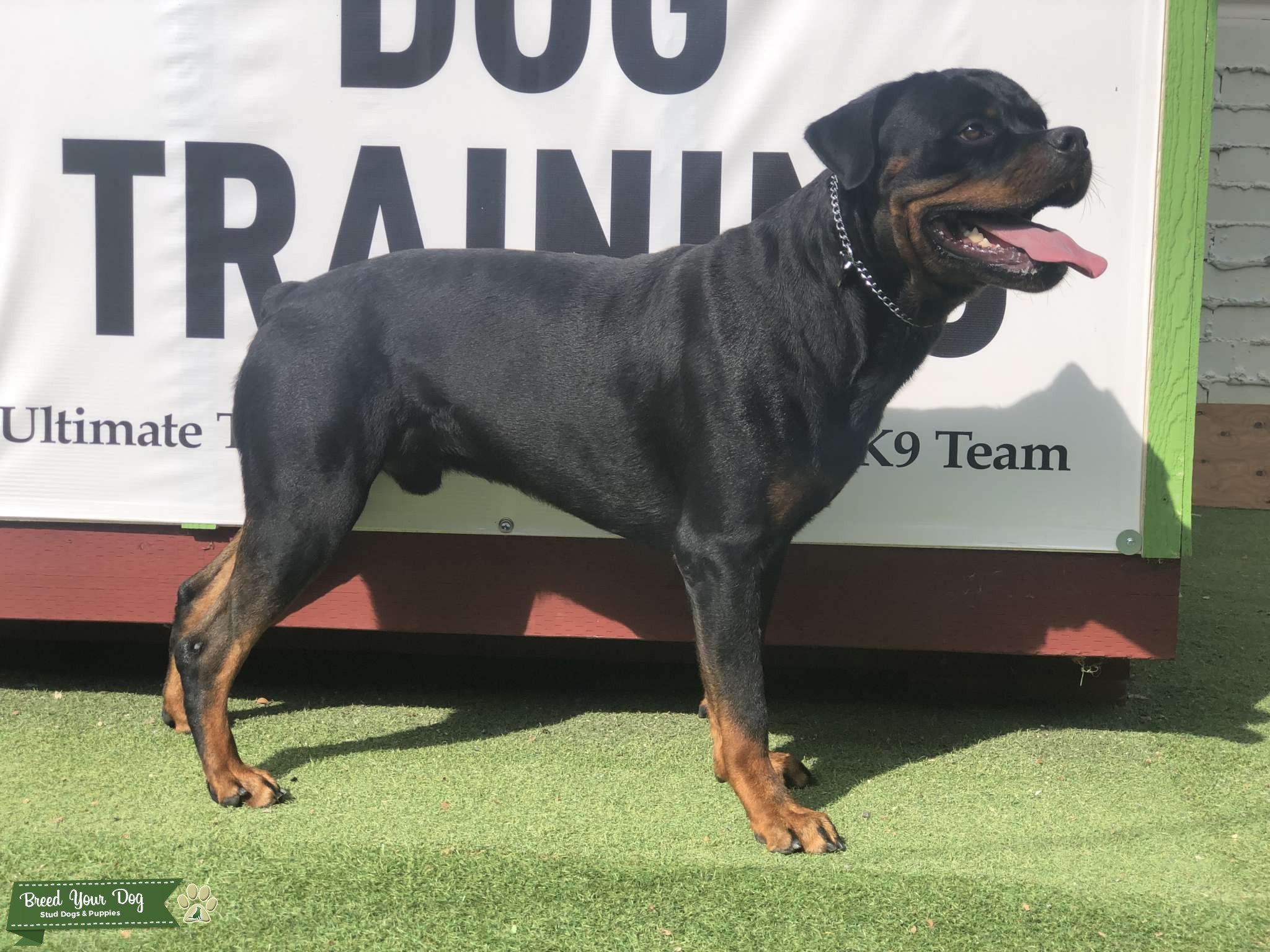 AKC German Rottweiler Stud - Stud Dog in California, the United States ...