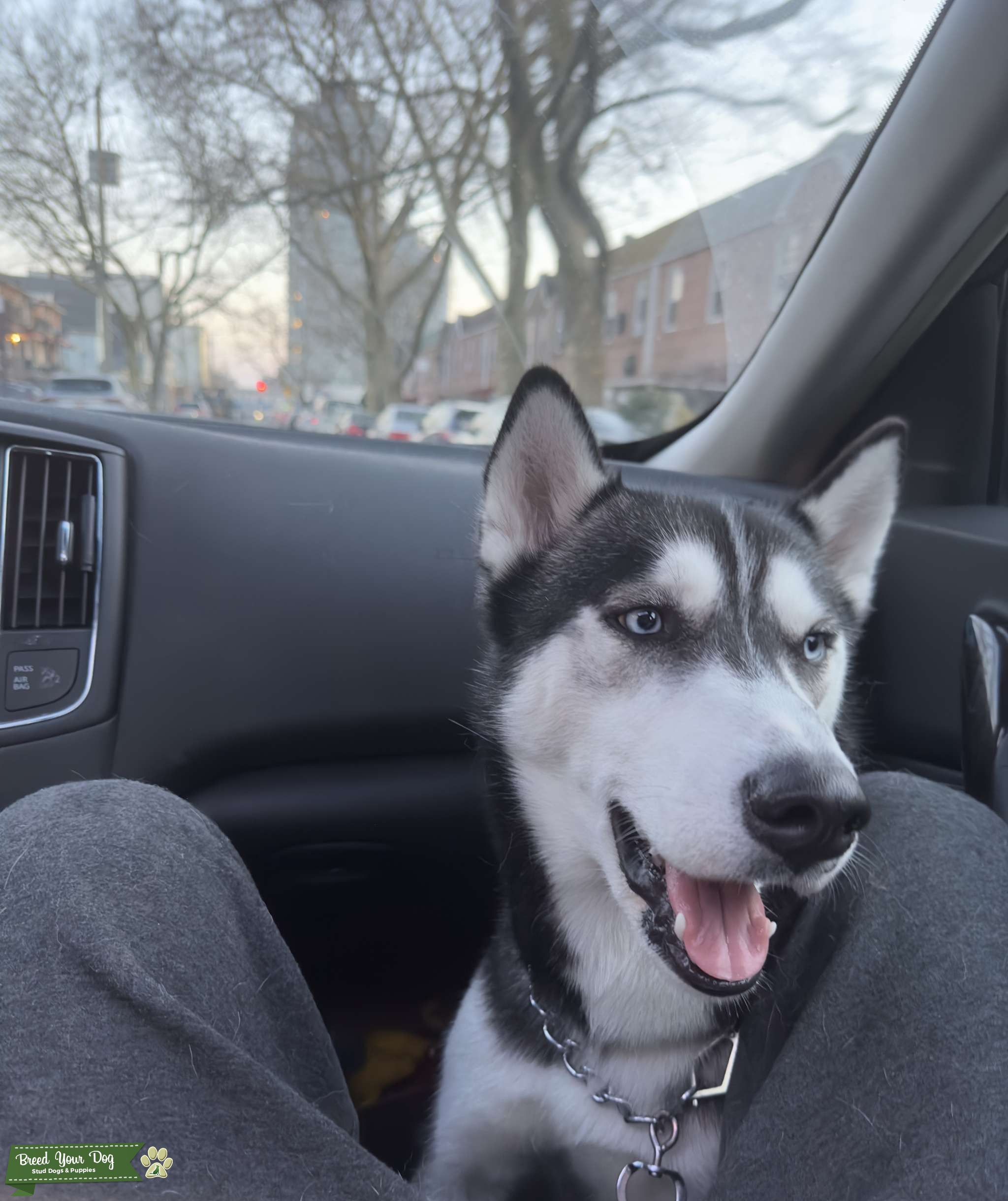 PURE BREED SIBERIAN HUSKY - Stud Dog in New York , United States ...