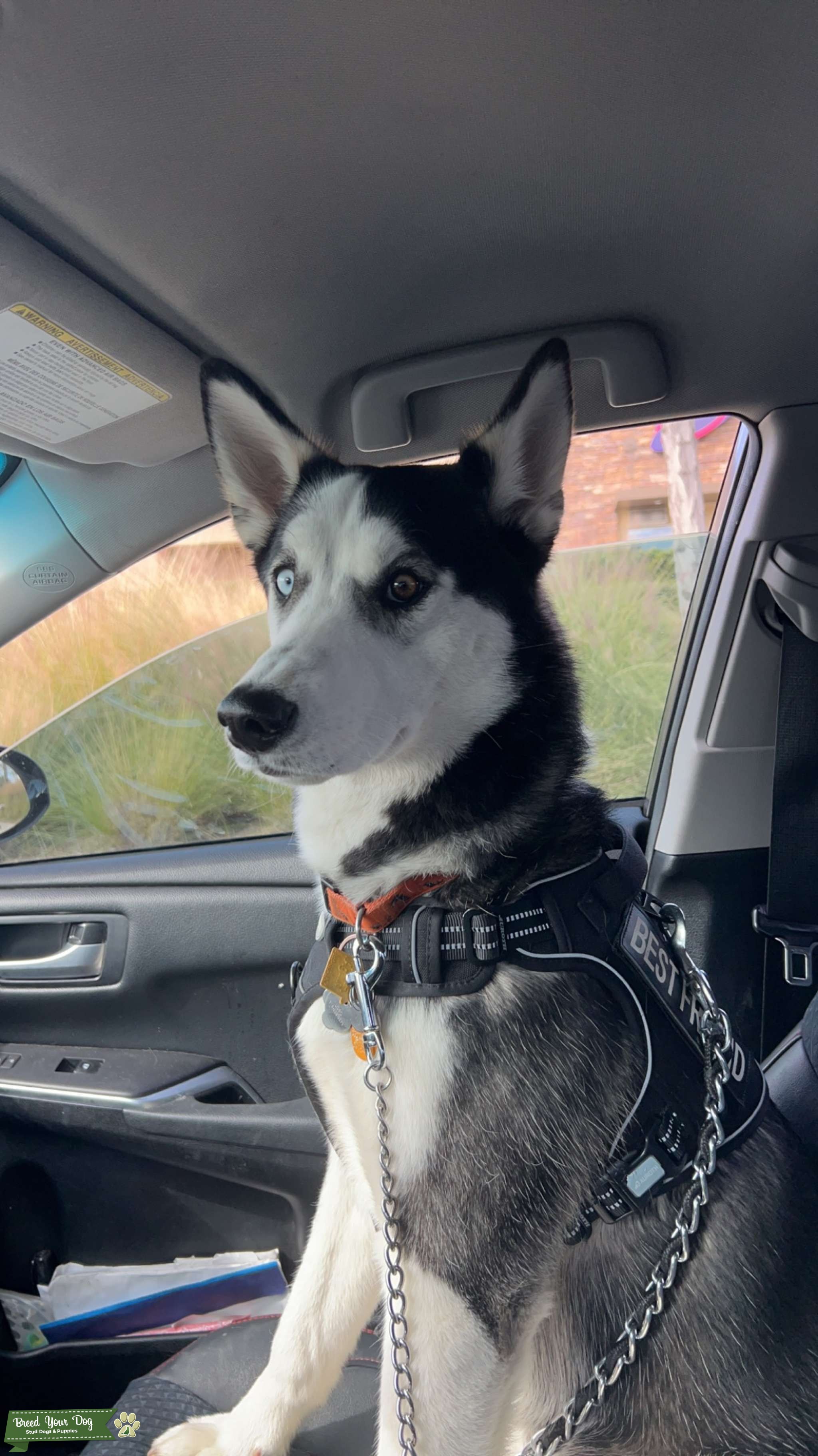 Playful loving Husky Stud - Stud Dog in West, Singapore | Breed Your Dog