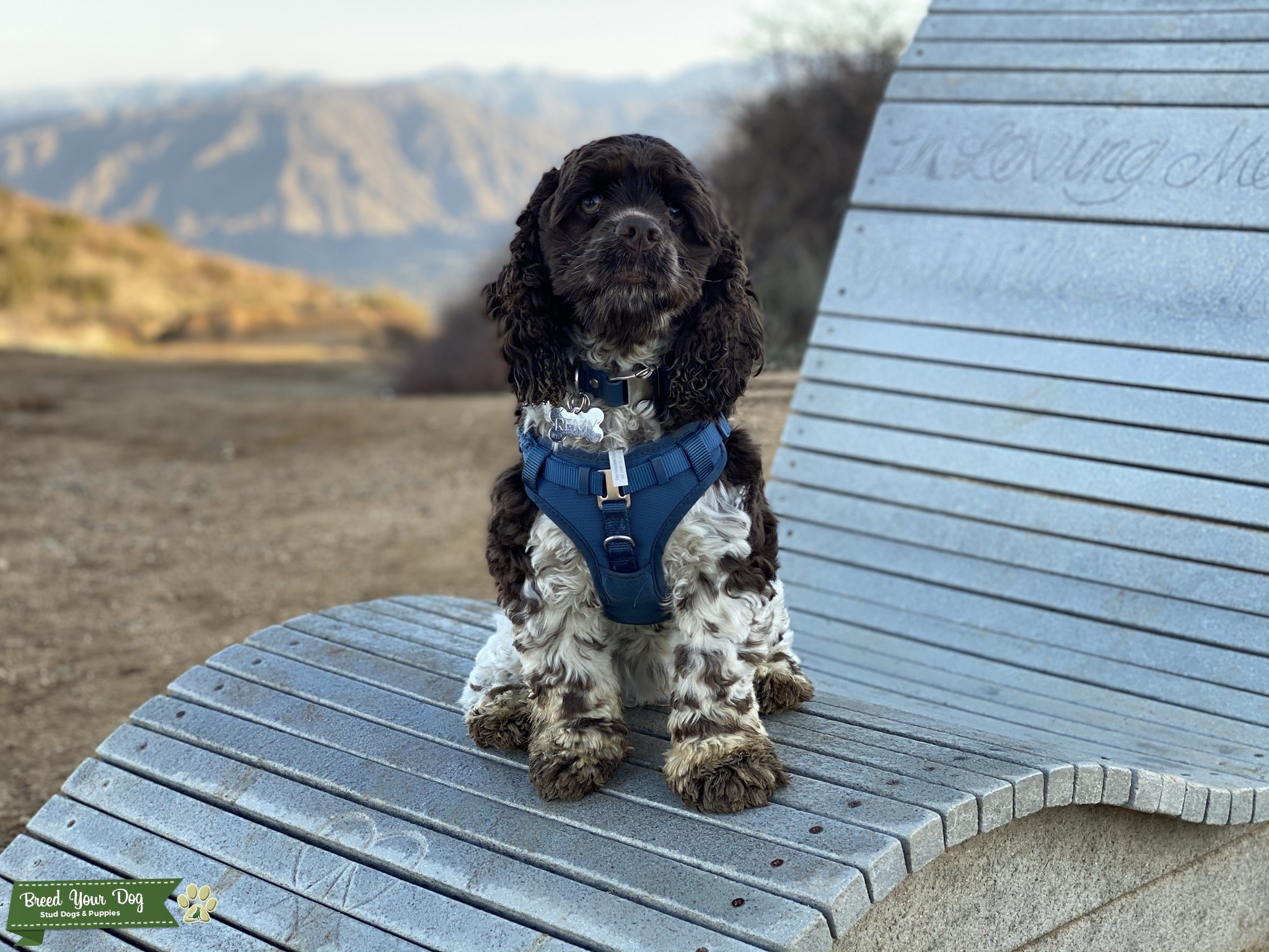 English cocker spaniel - Stud Dog in Los Angeles, United States | Breed ...