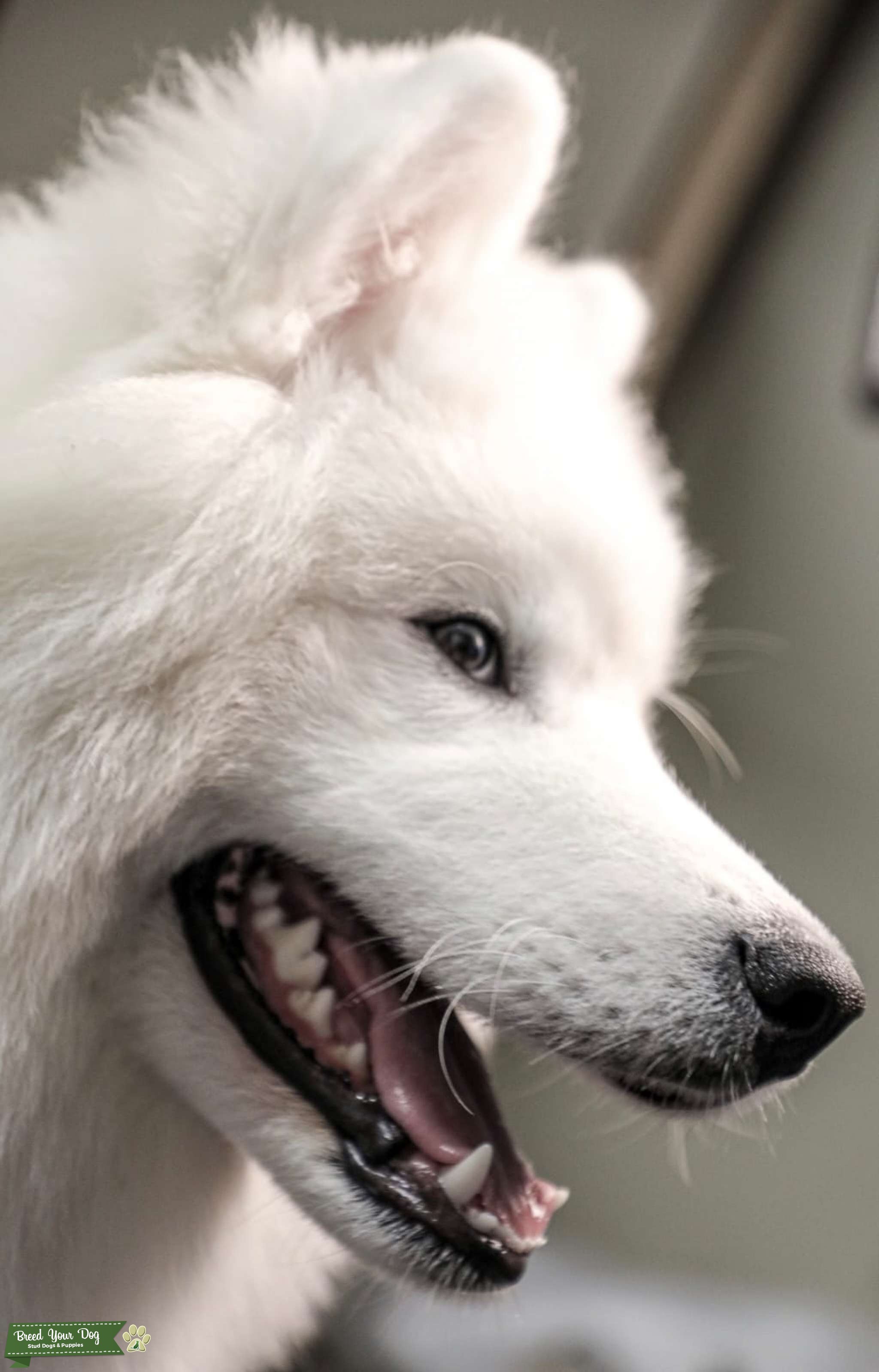 Pure Samoyed - Stud Dog in Quebec, the United States | Breed Your Dog