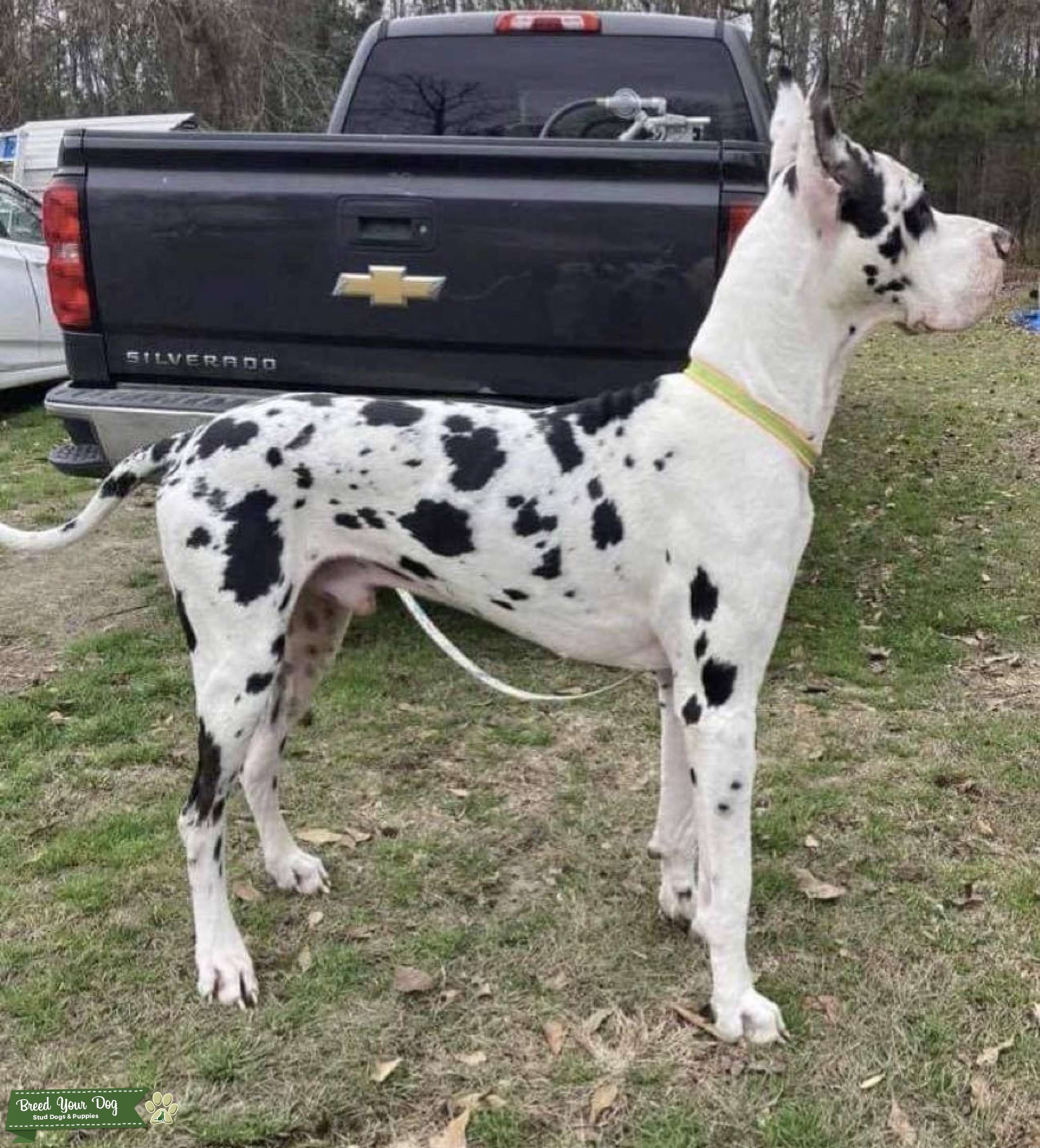 Harlequin Great Dane Stud - Stud Dog in Usa, the United States | Breed ...