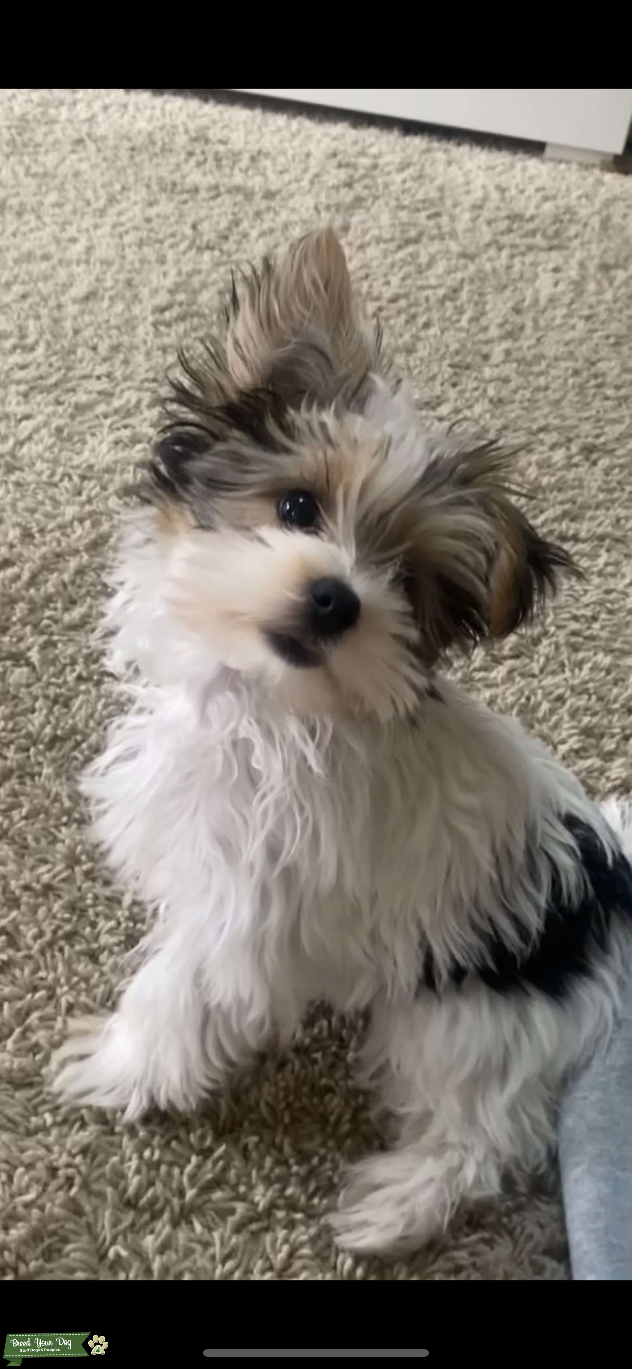 Morkie - Stud Dog in Schamburg , United States | Breed Your Dog