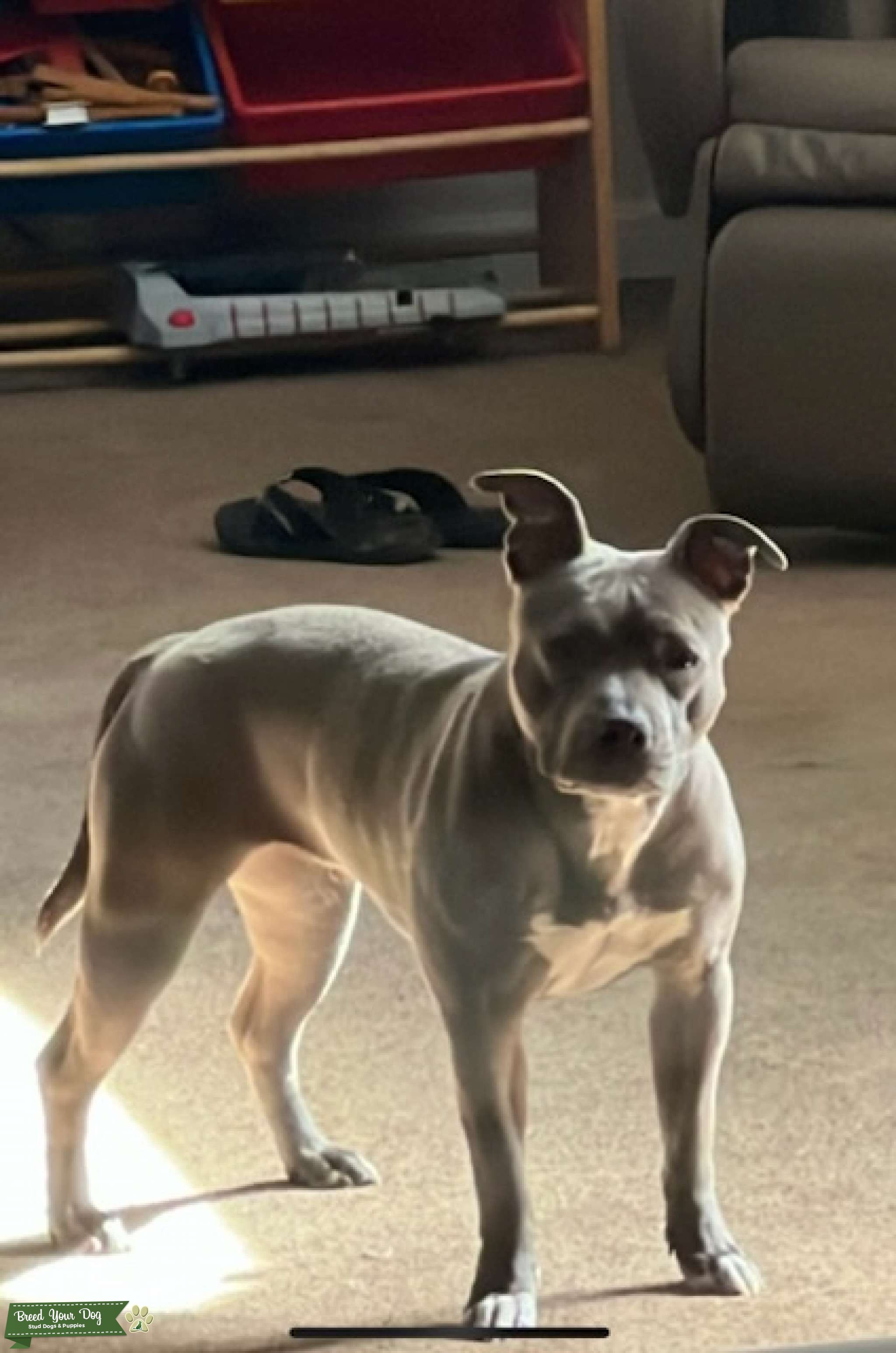 Blue American bully - Stud Dog in New England, Mexico | Breed Your Dog