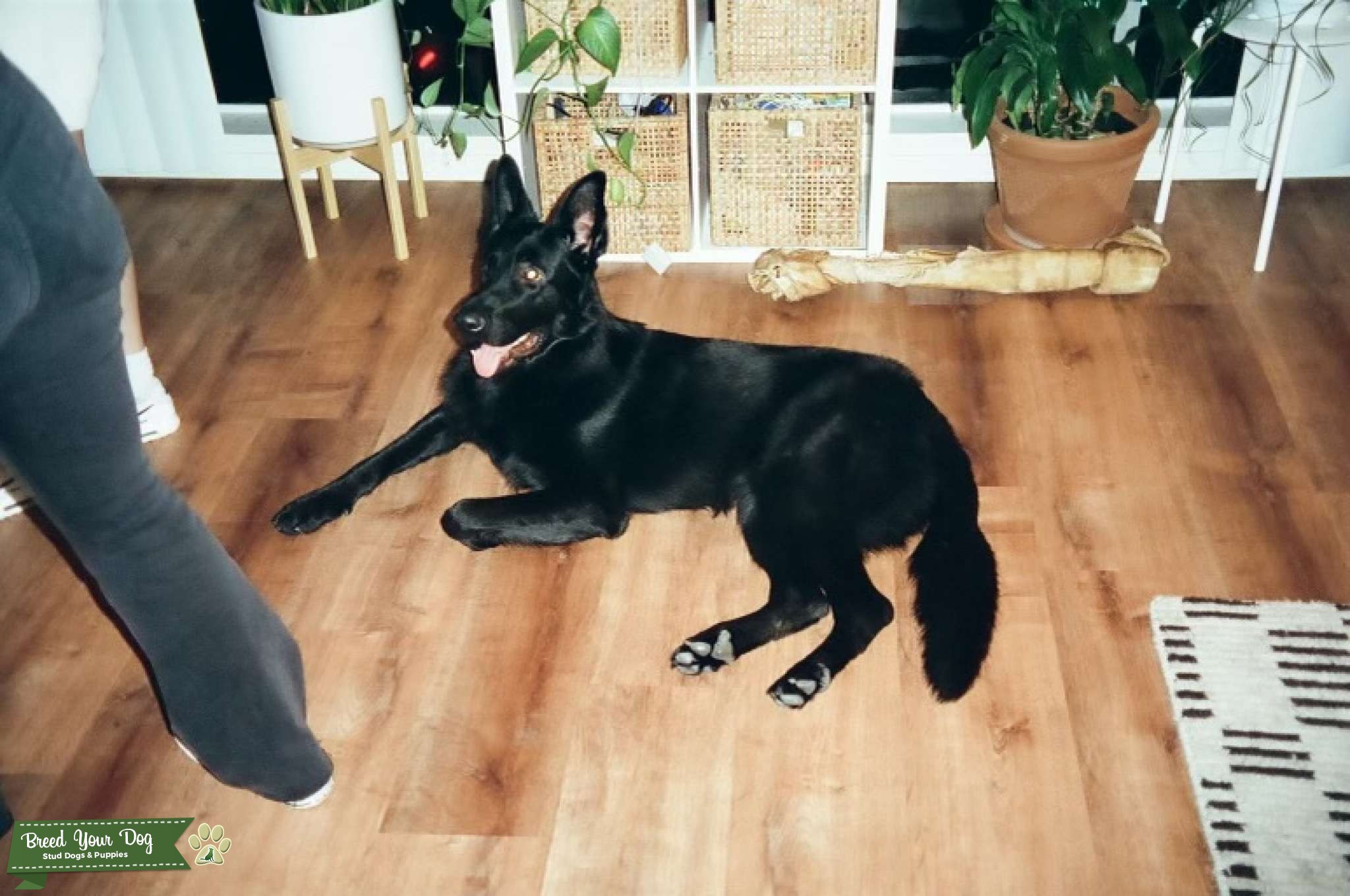 Black German Shepard - Stud Dog in Los Angeles , United States | Breed ...