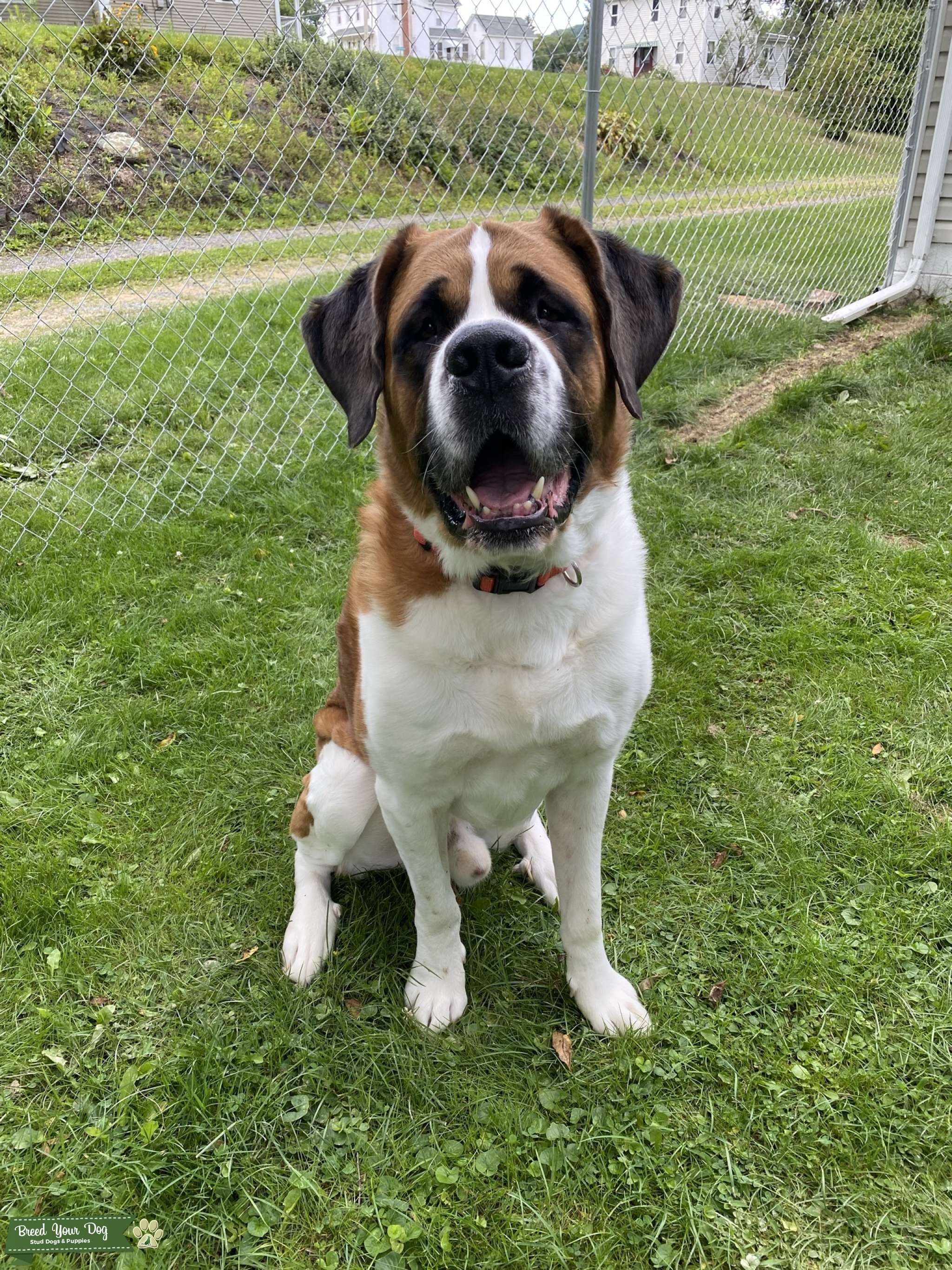Gentle Purebred Saint Bernard - Stud Dog in Pennsylvania , the United ...
