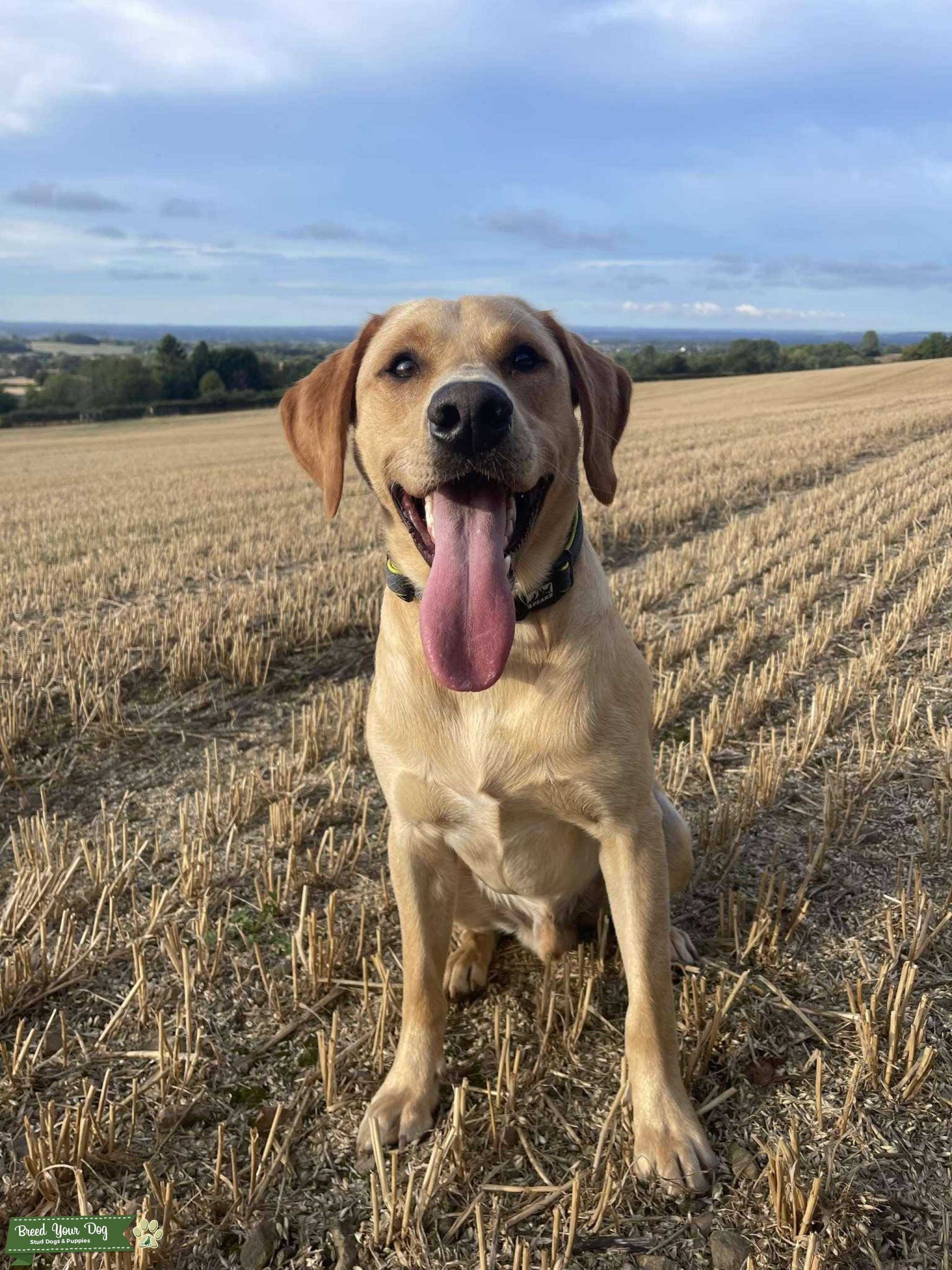 Labrador retriever stud - Stud Dog in Telford , the United States ...