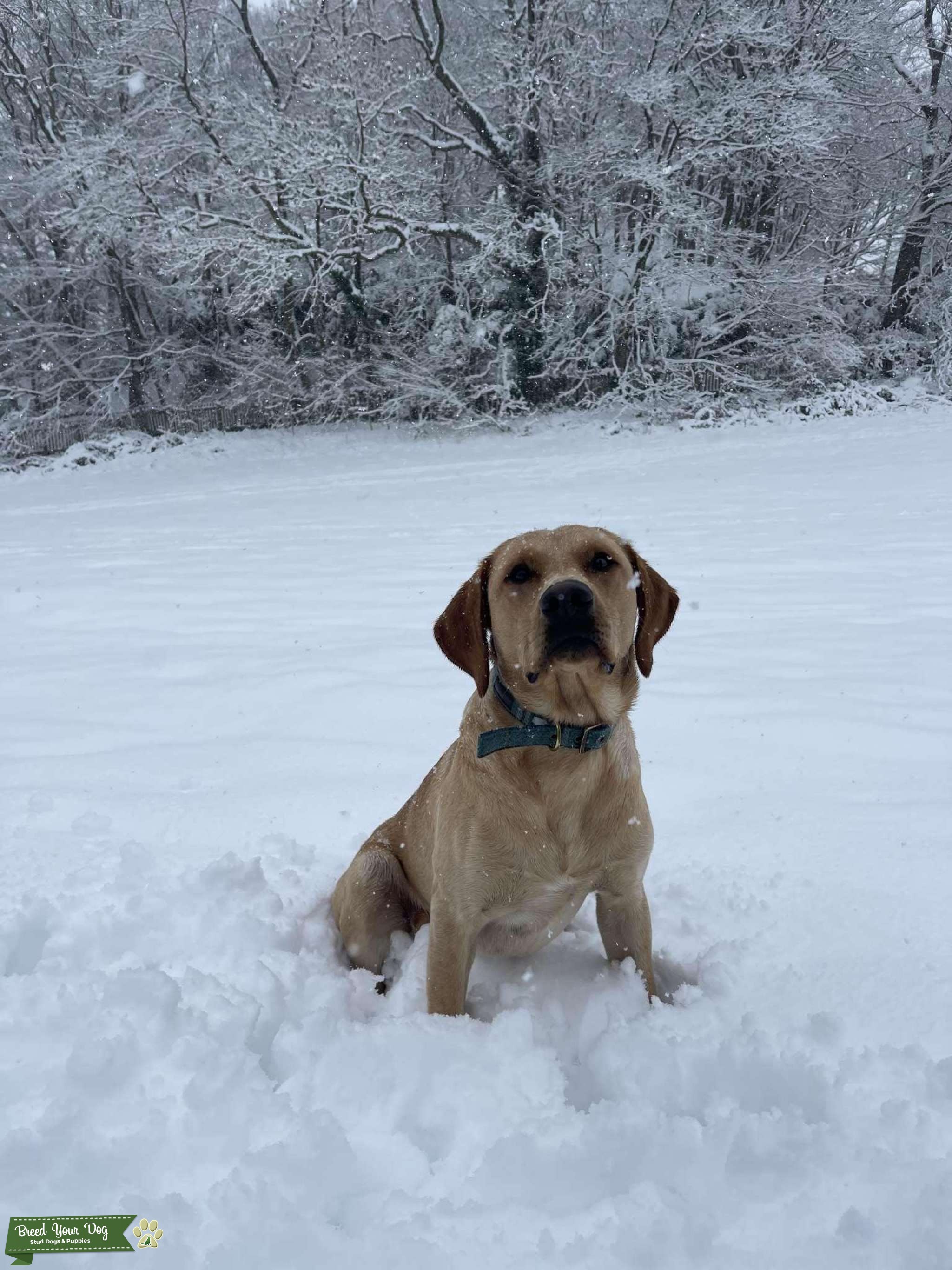 Labrador retriever stud - Stud Dog in Telford , the United States ...
