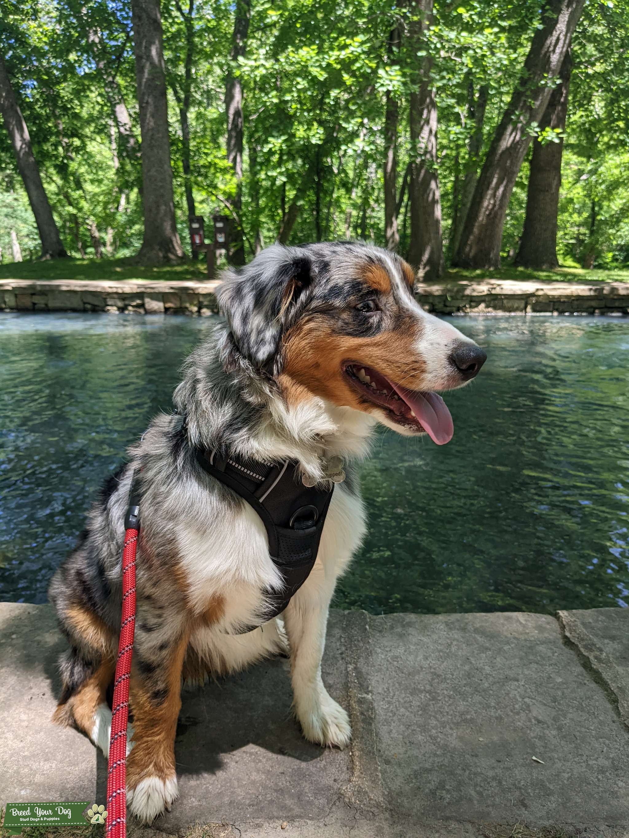 Miniature Australian Shepherd- Blue Merle - Stud Dog in Missouri, the ...
