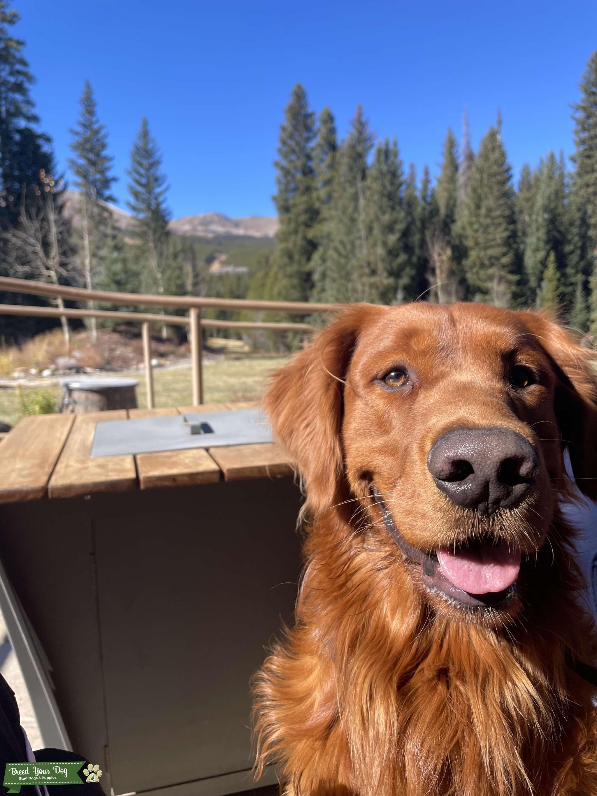 Golden Retriever / Red Field Retriever - Stud Dog in Denver, Colorado ...