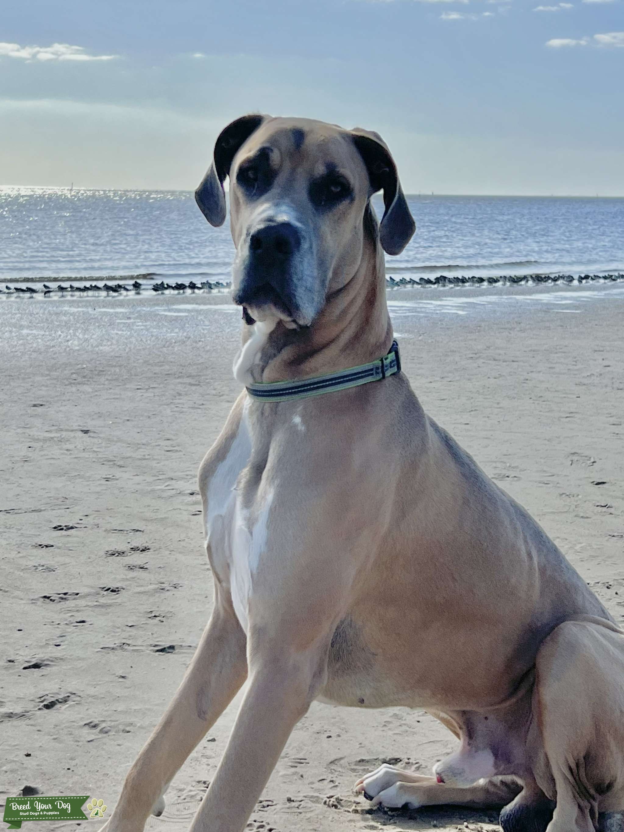 Great Dane prime for stud - Stud Dog in Wichita Kansas, Puerto Rico ...