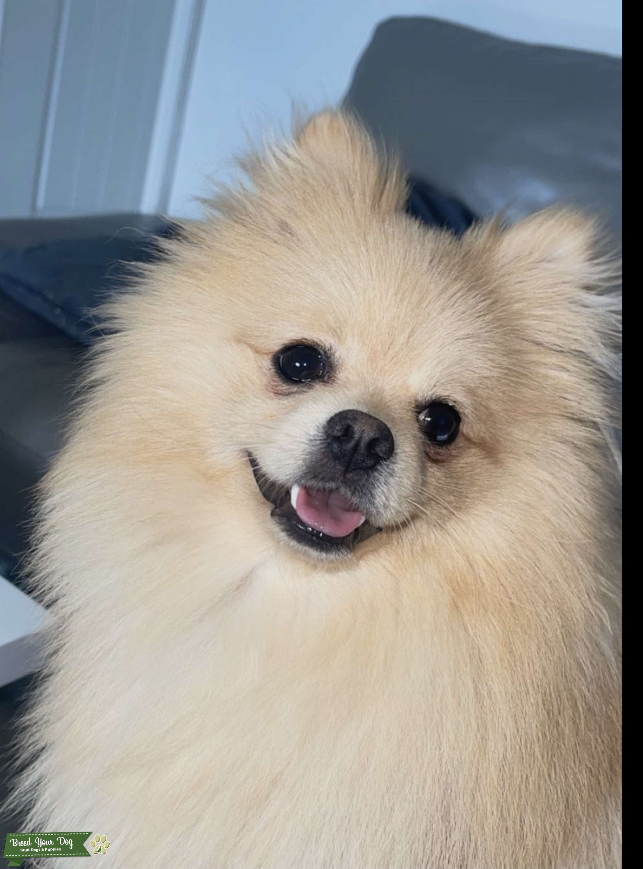 Orange Pomeranian - Stud Dog in Tyne and wear, the United States ...