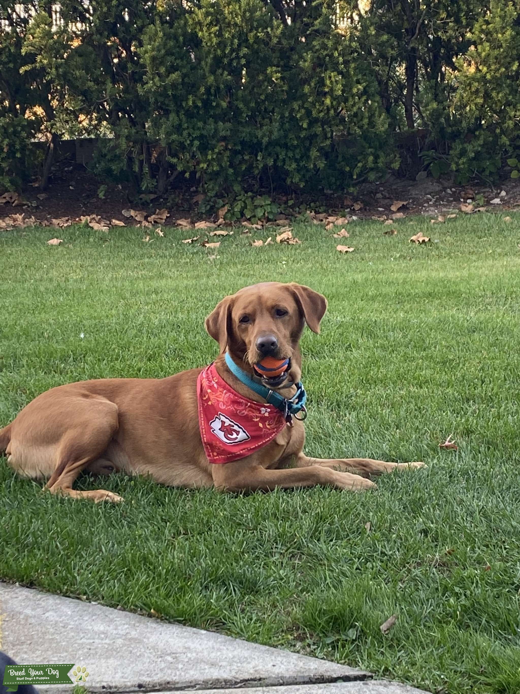 Male Lab looking for a mate - Stud Dog in New York, United States ...