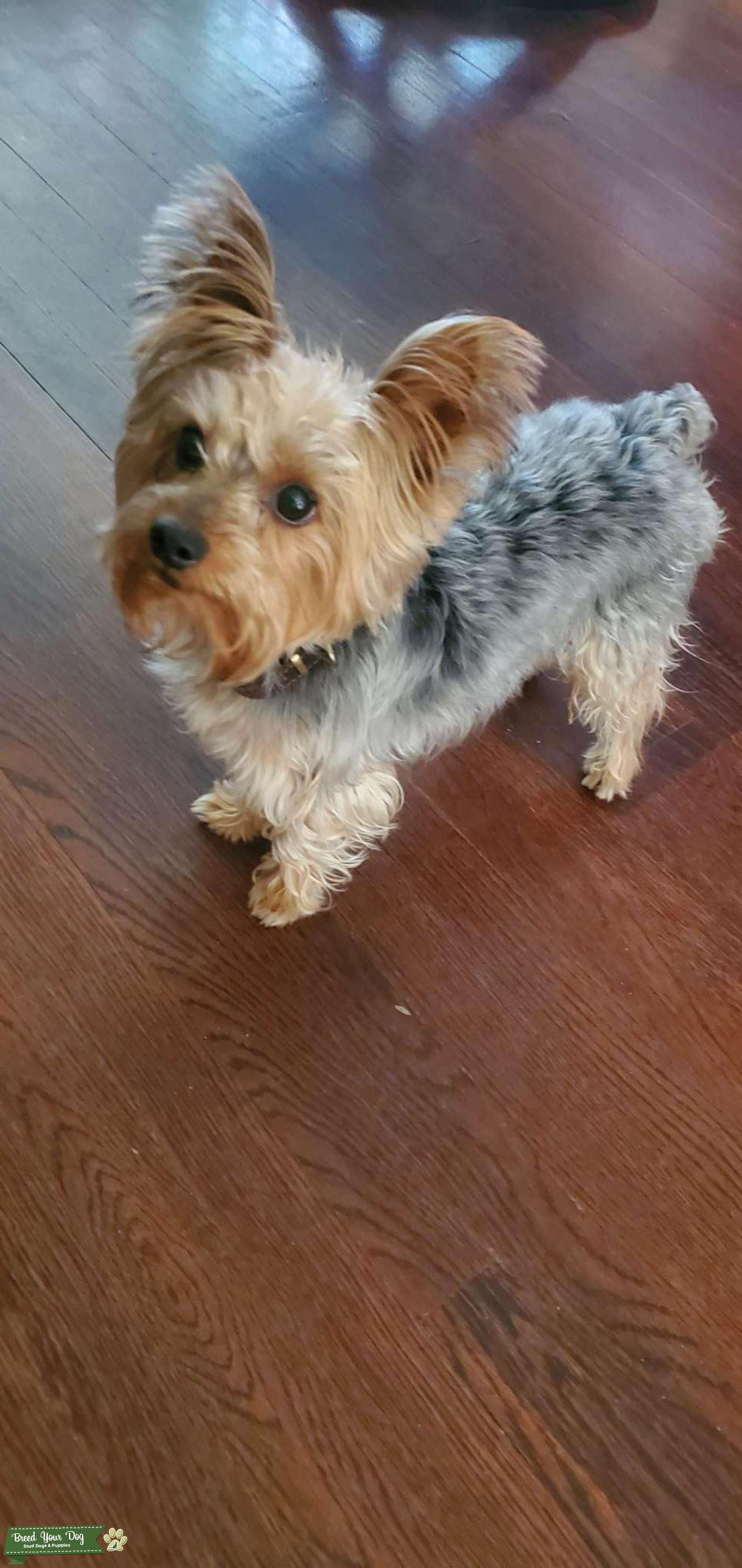 Gray / Tan Yorkie Male - Stud Dog in Houston , Australia | Breed Your Dog