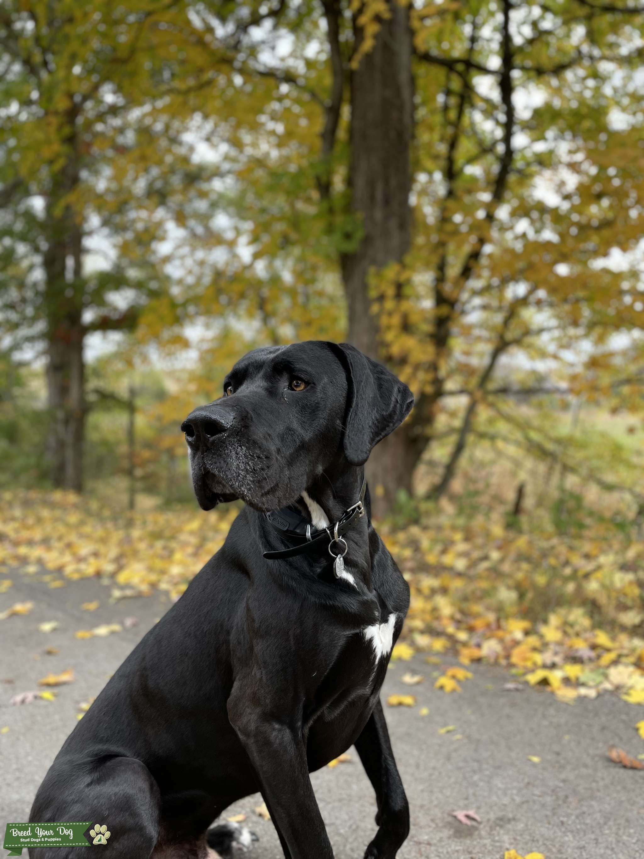 Great Dane Stud - Stud Dog in Tennessee, the United States | Breed Your Dog