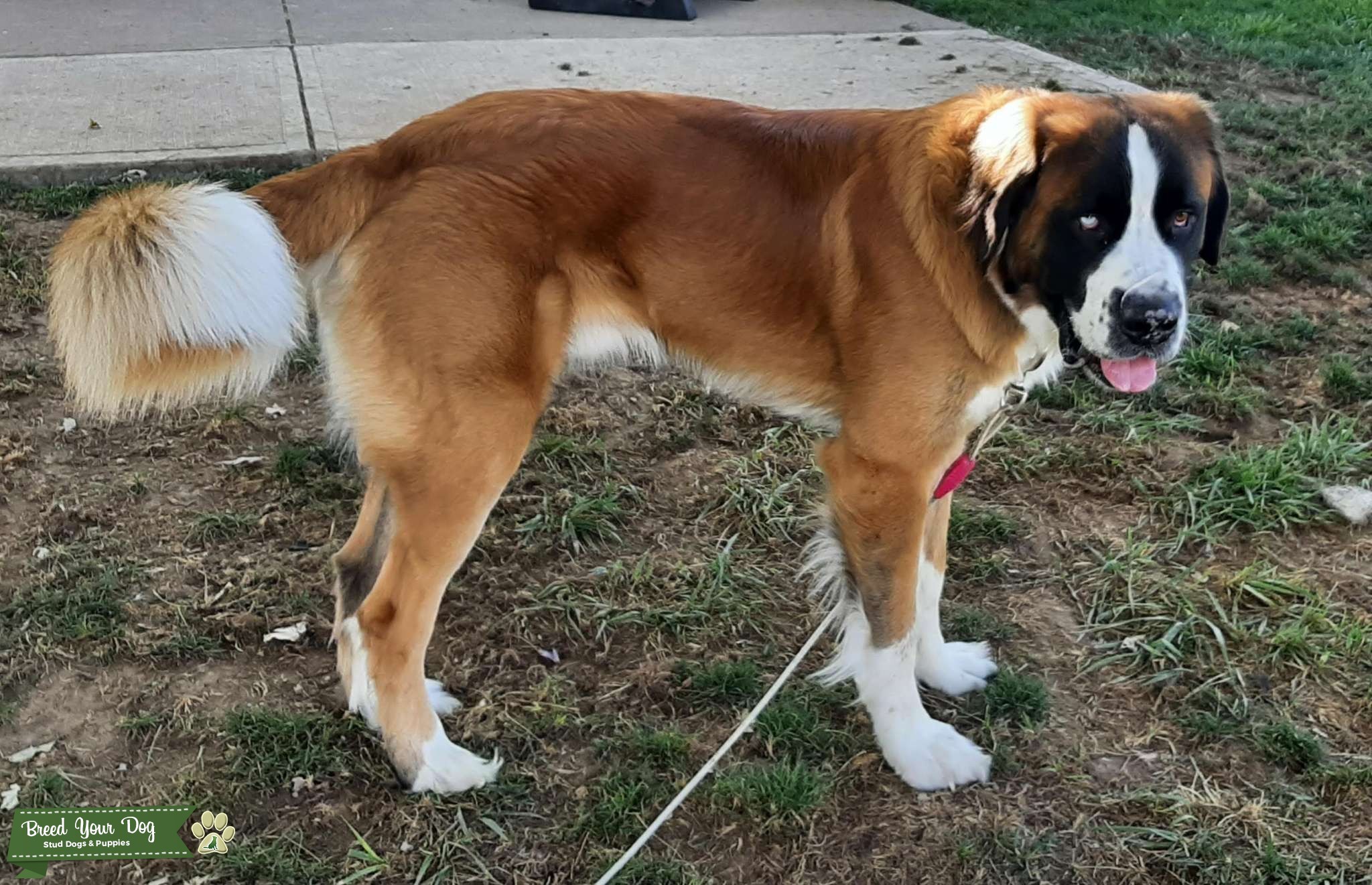 **Saint Bernard Stud** - Stud Dog in southern Ohio, the United States ...