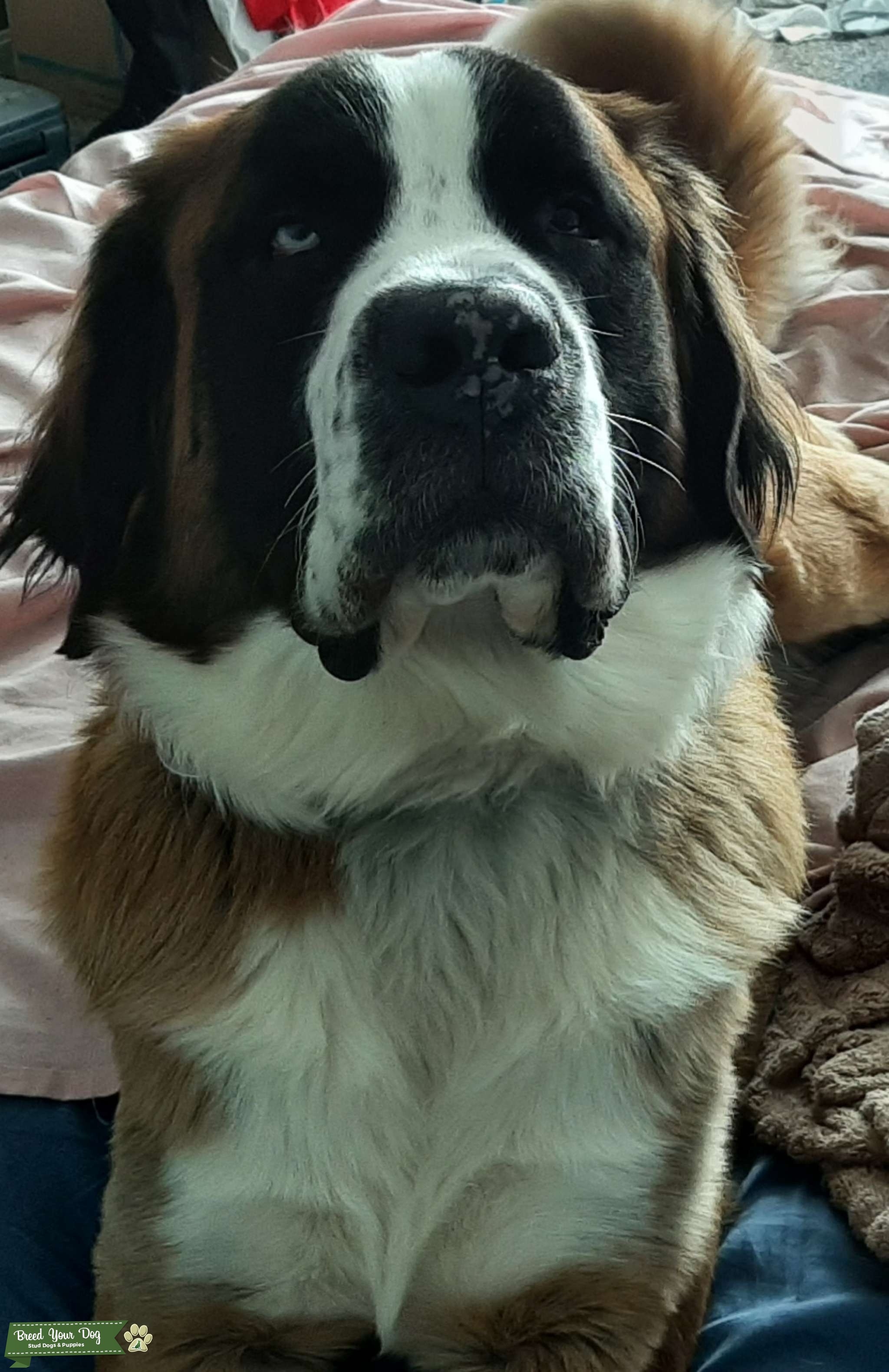 **Saint Bernard Stud** - Stud Dog in southern Ohio, the United States ...