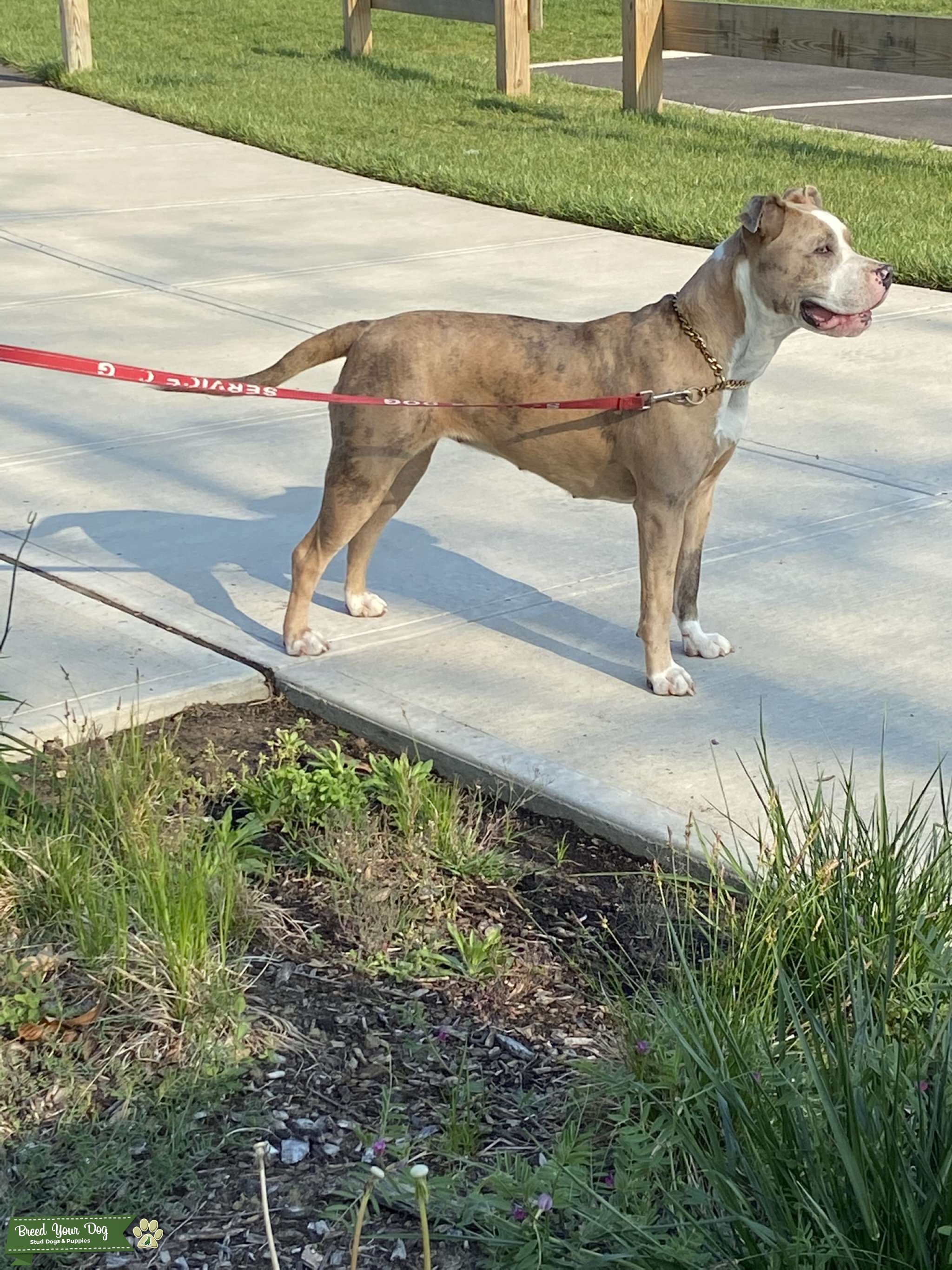 Tri lilac merle classic bully - Stud Dog in NJ, Mexico | Breed Your Dog