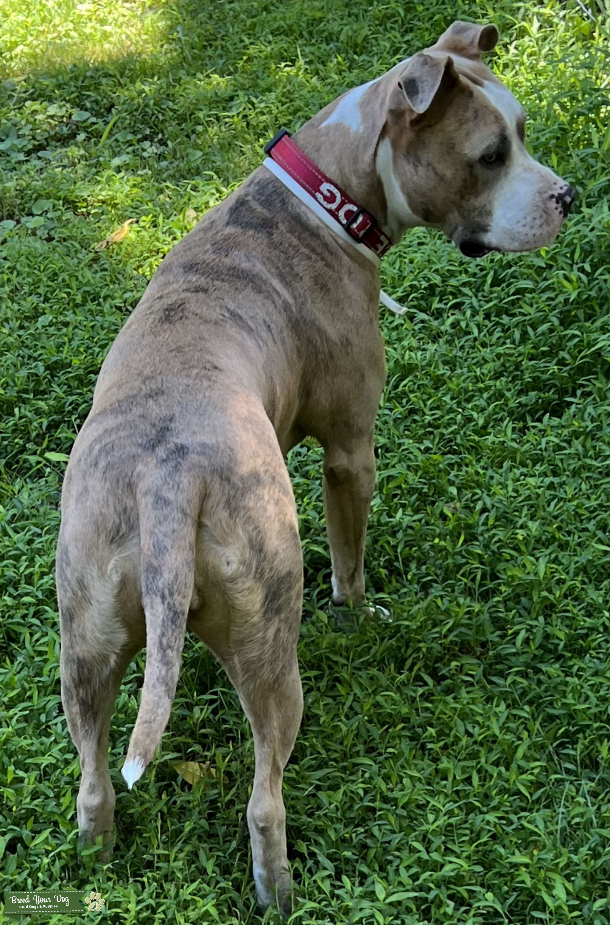 Tri lilac merle classic bully - Stud Dog in NJ, the United States ...