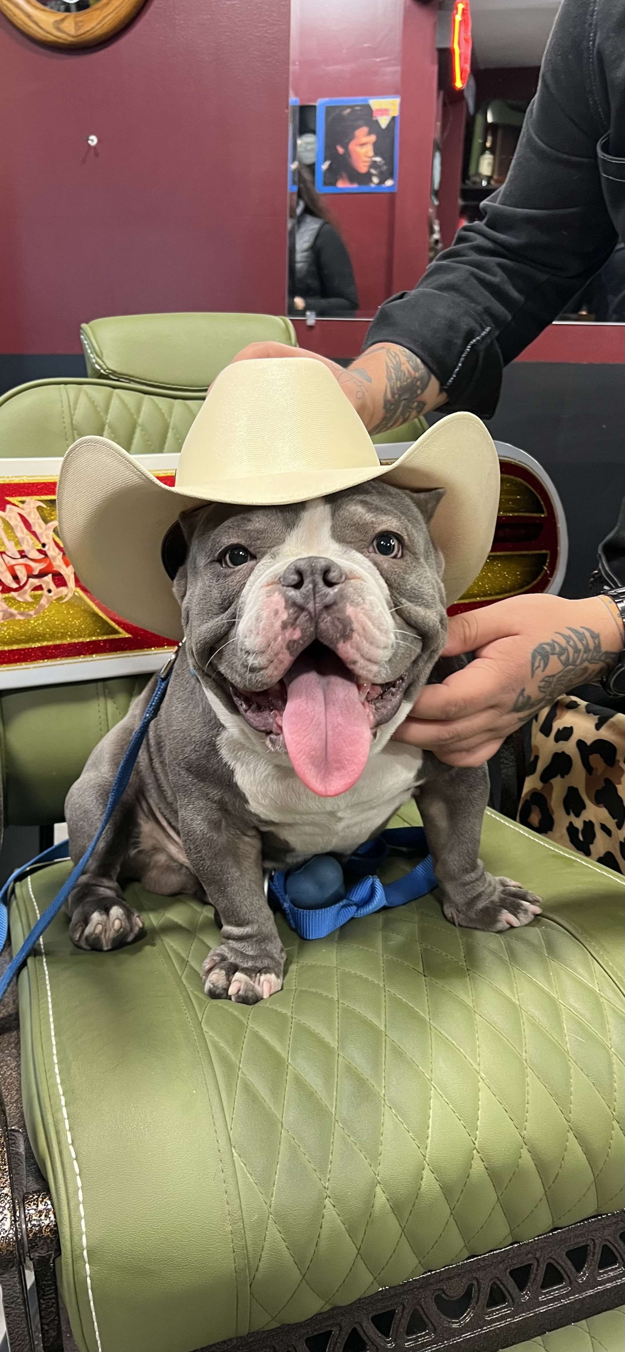 Micro/Exotic Bully - Stud Dog in CA, United States | Breed Your Dog