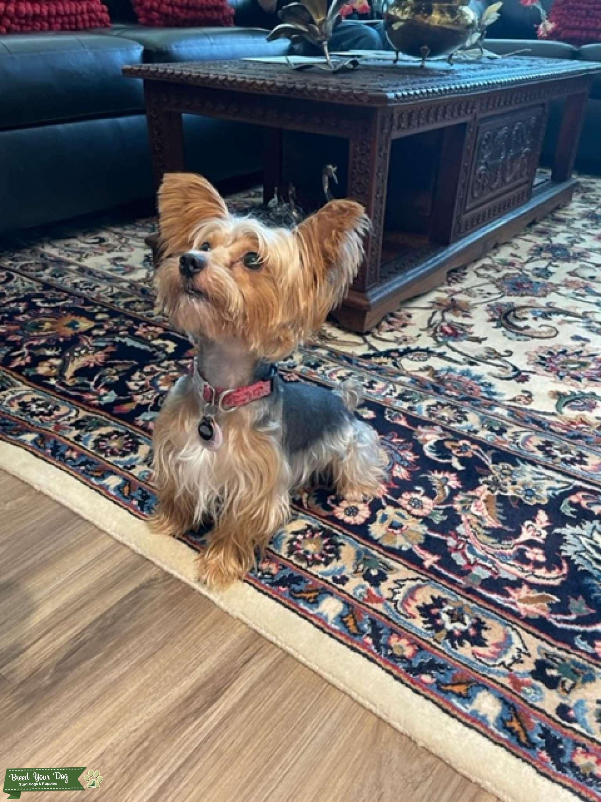 Yorkshire Terrier, Parti, Toy - Stud Dog in North Texas, the United ...