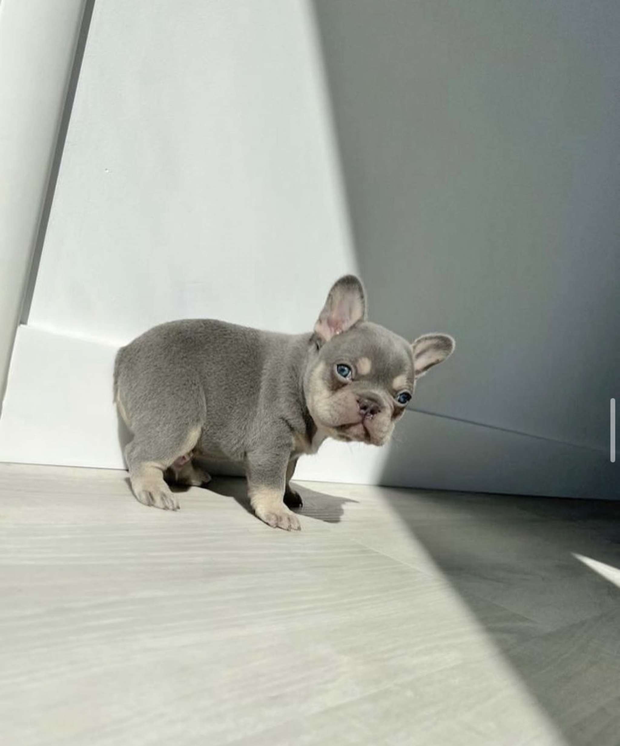 Lilac and Tan Tricolor Frenchie Stud - Stud Dog in Nashville , United ...