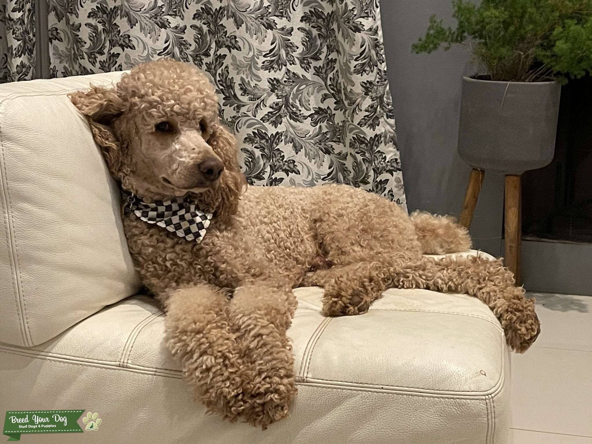 Stud - Stud Dog in Georgia , the United States | Breed Your Dog