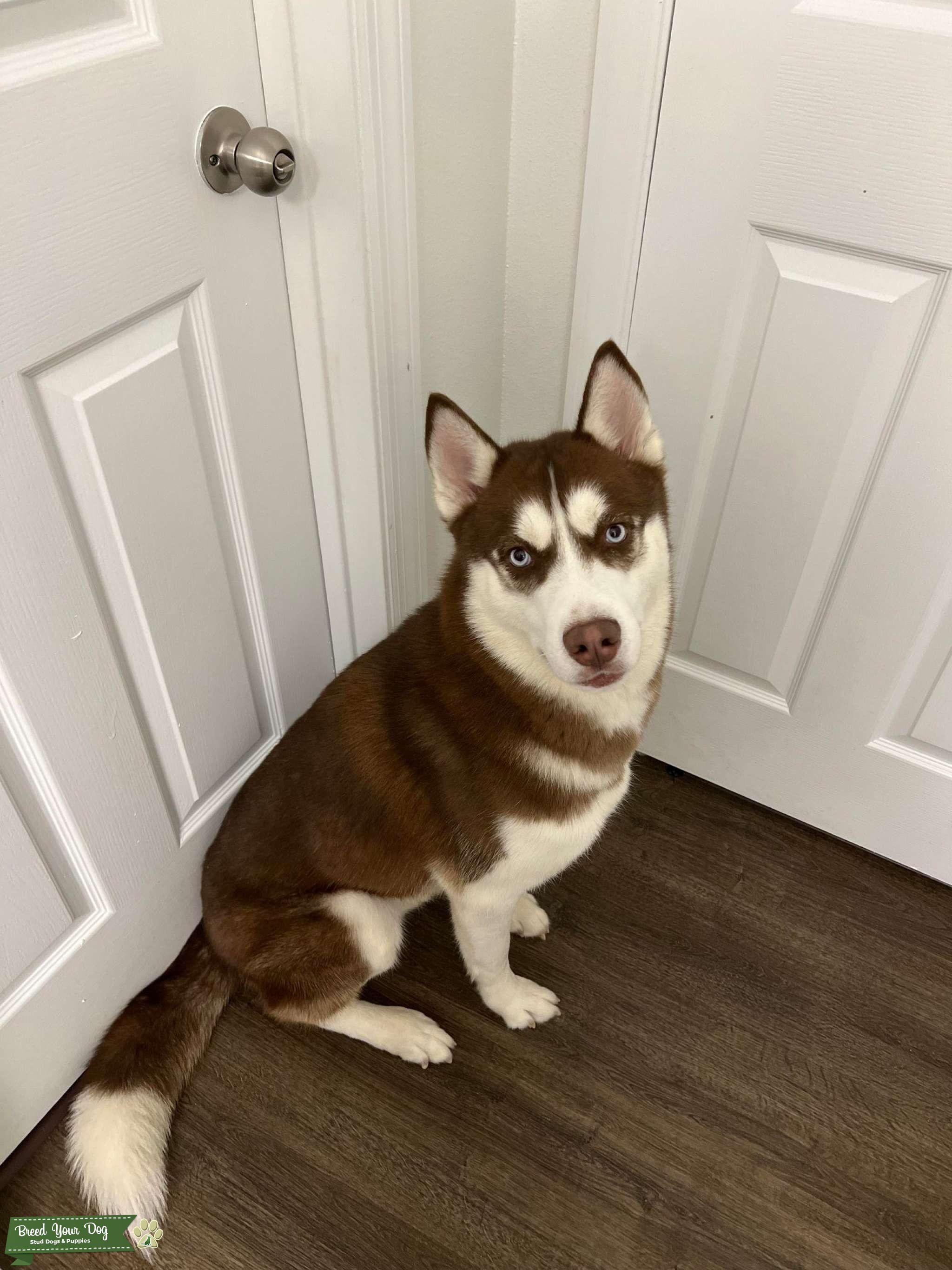 Siberian husky - Stud Dog in Duval, United States | Breed Your Dog