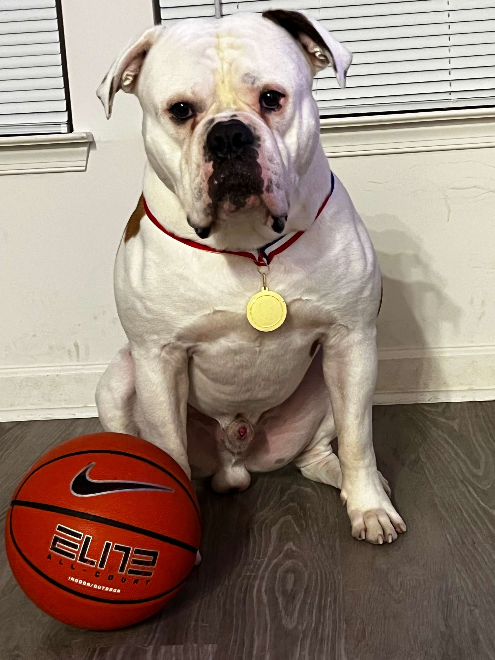 Johnson American Bulldog Stud - Stud Dog in Washington, United States ...