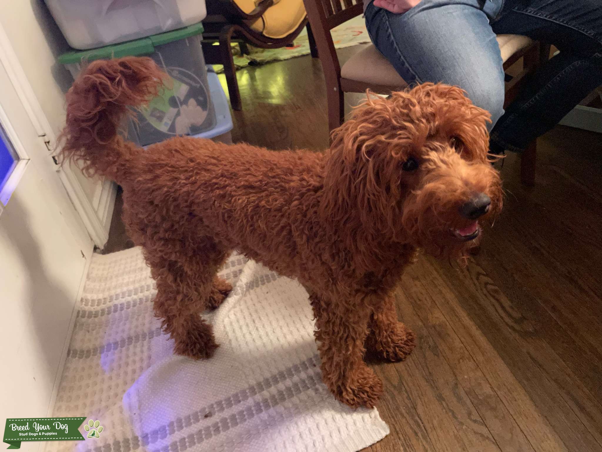 Amazing Mini F1b Red/Apricot 25lb. - Stud Dog in Long Beach area, the ...