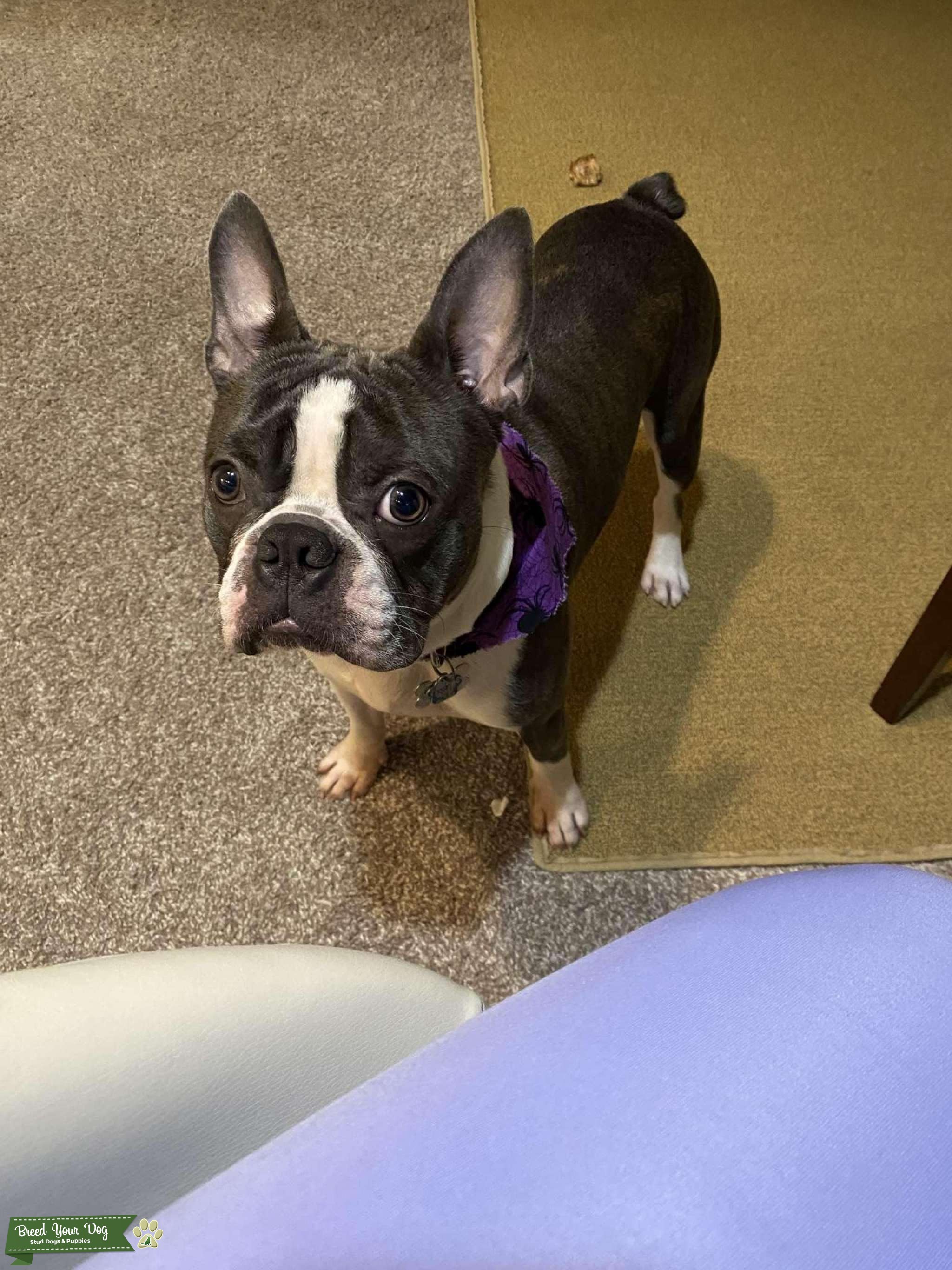 Blue Boston Terrier - Stud Dog in Georgia , the United States | Breed ...