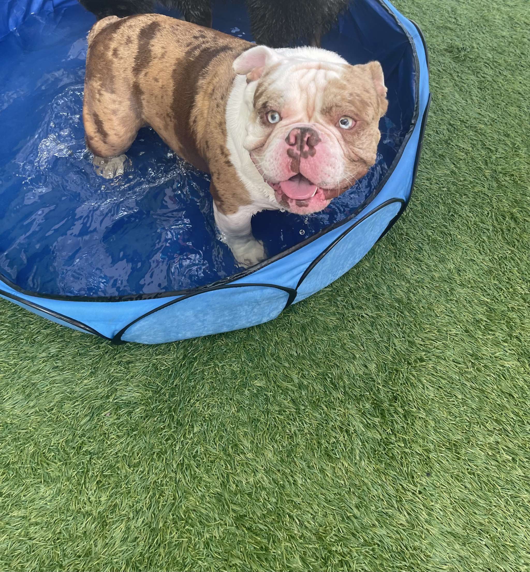 Tri-Color Merle Exotic Bully Stud - Stud Dog in Fort Lauderdale, FL ...