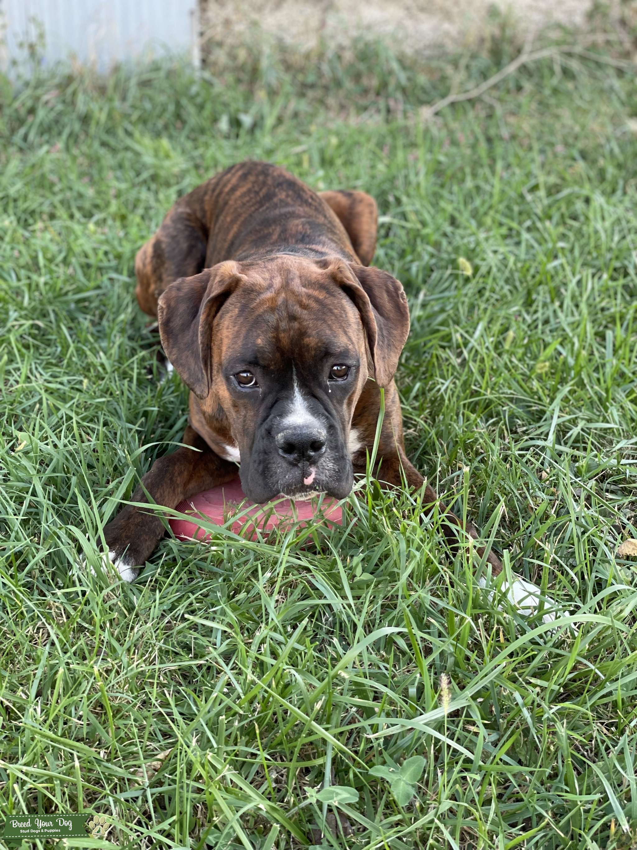 Brindle Male Boxer - Stud Dog in Missouri, the United States | Breed ...