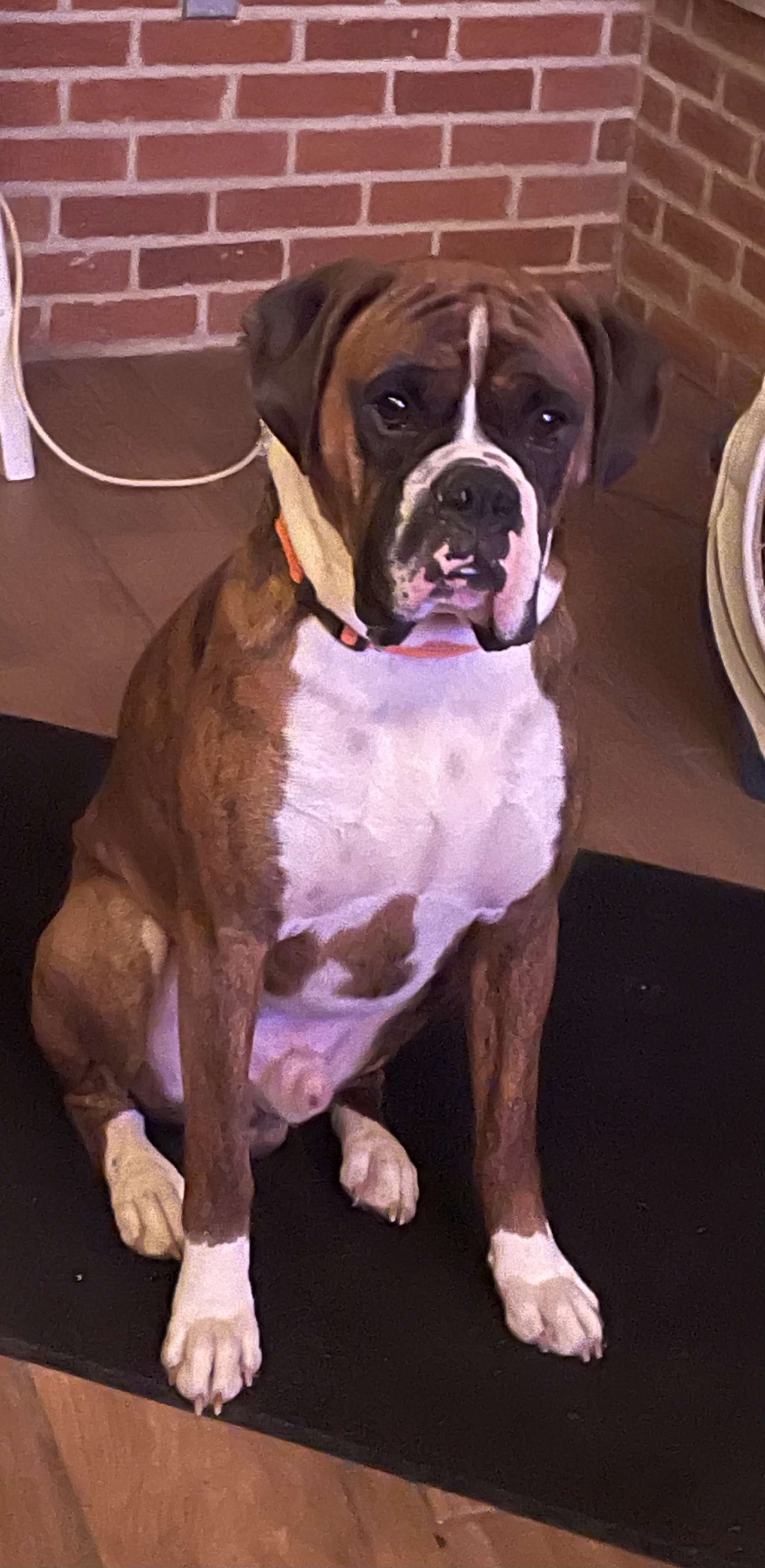 Boxer Stud - Stud Dog in Michigan , the United States | Breed Your Dog