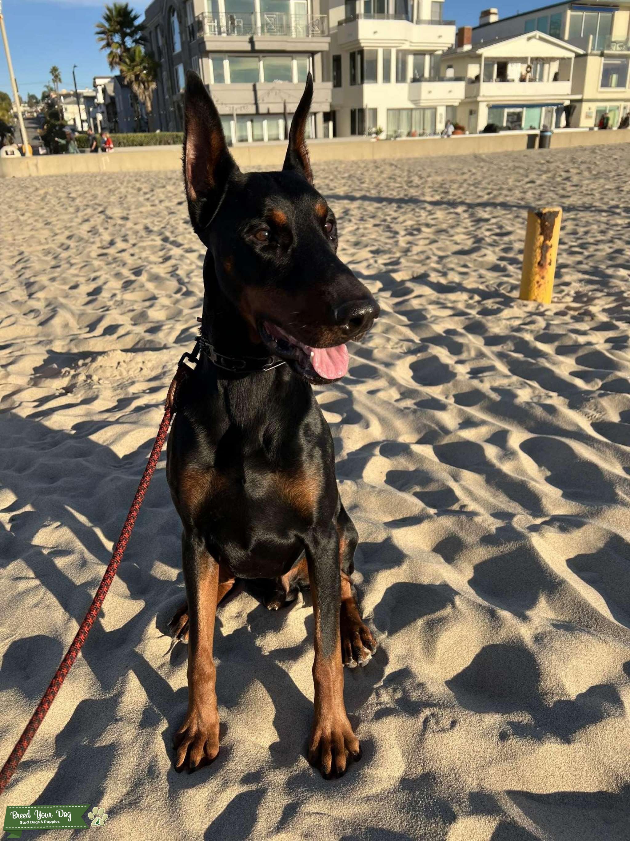 Red Rust Dobermann - Stud Dog in Los Angeles , the United States ...