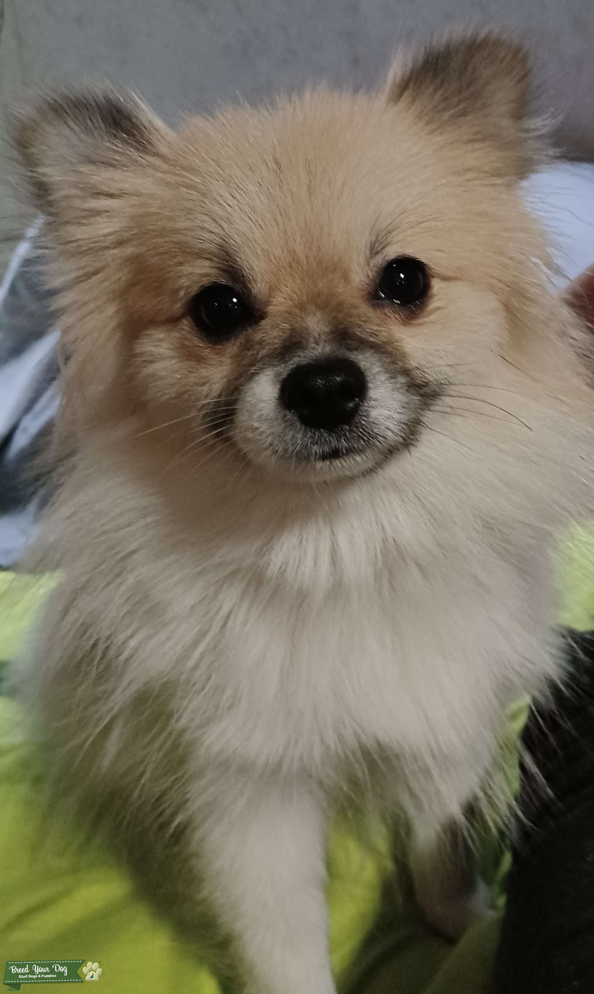 Purebred Pomeranian - Stud Dog in Oregon , the United States | Breed ...