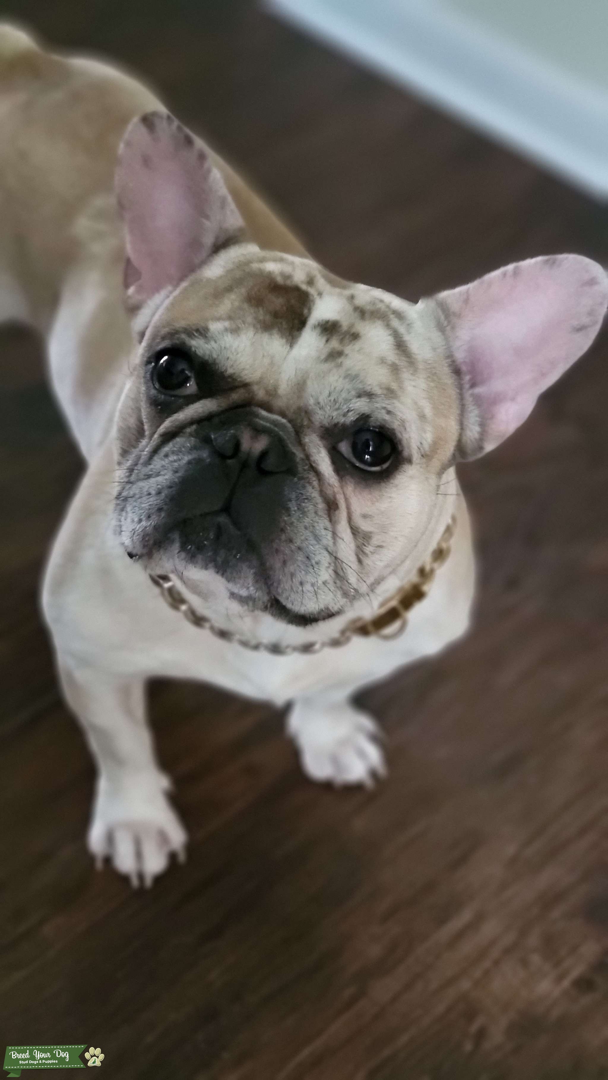 Lilac Merle AKC French Bulldog - Stud Dog in Florida, the United States ...