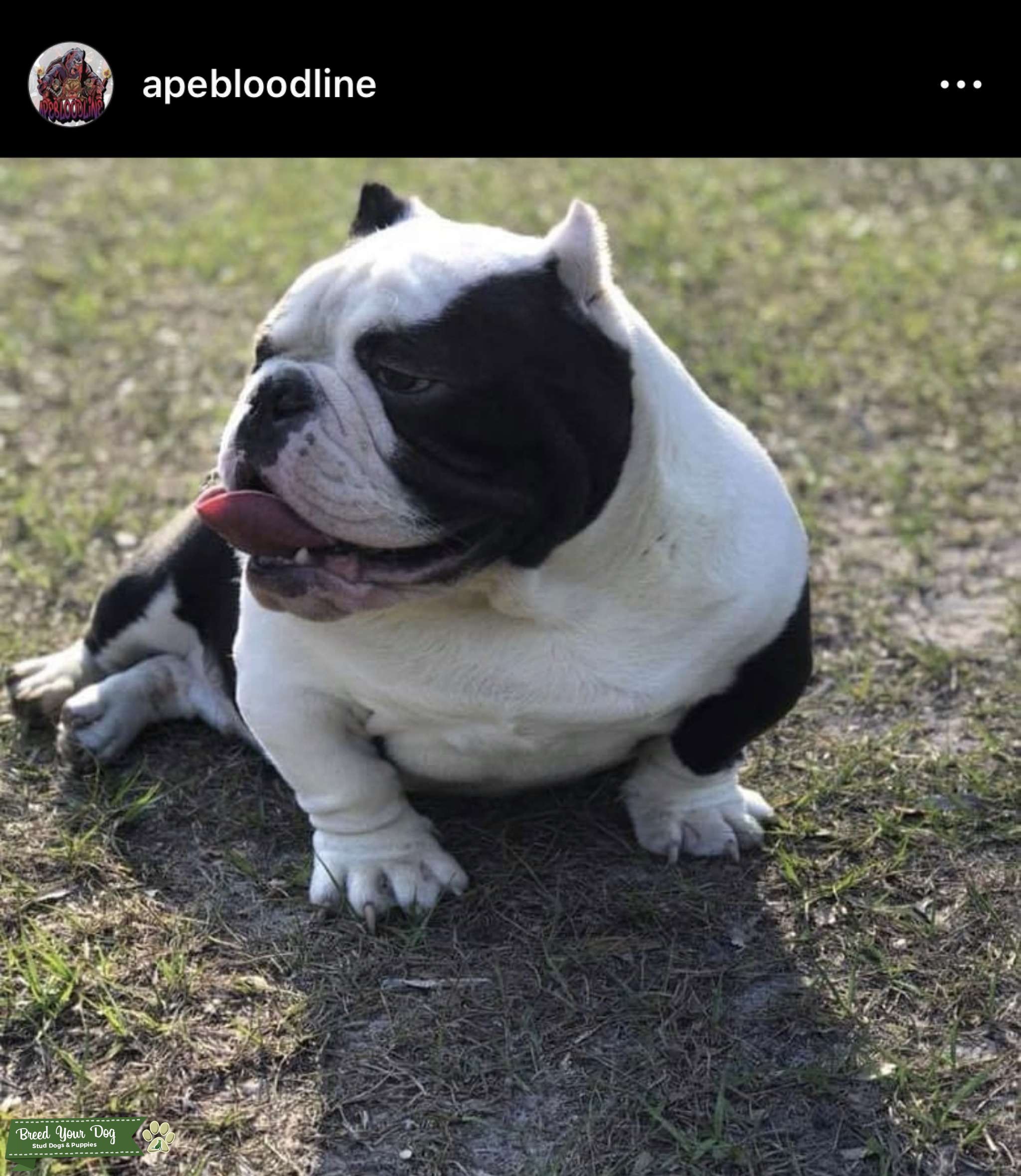 Exotic Pocket Bully - Stud Dog in Georgia , the United States | Breed ...