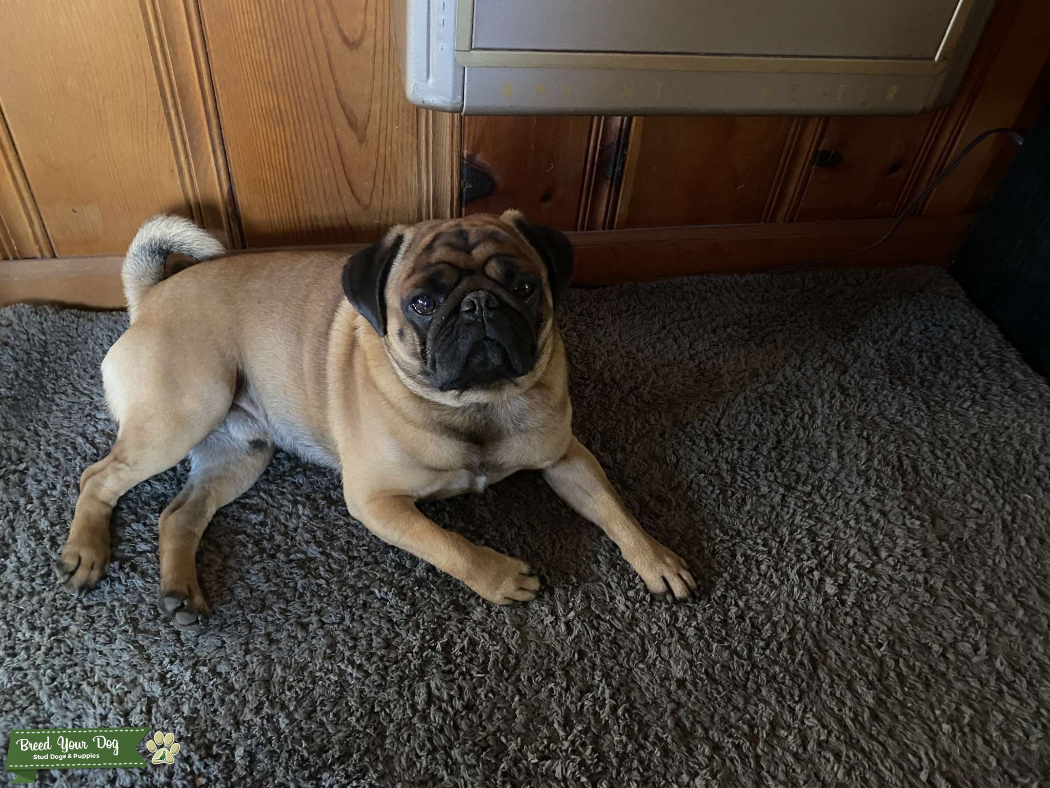 Male pug for studding - Stud Dog in Kcmo, the United States | Breed ...