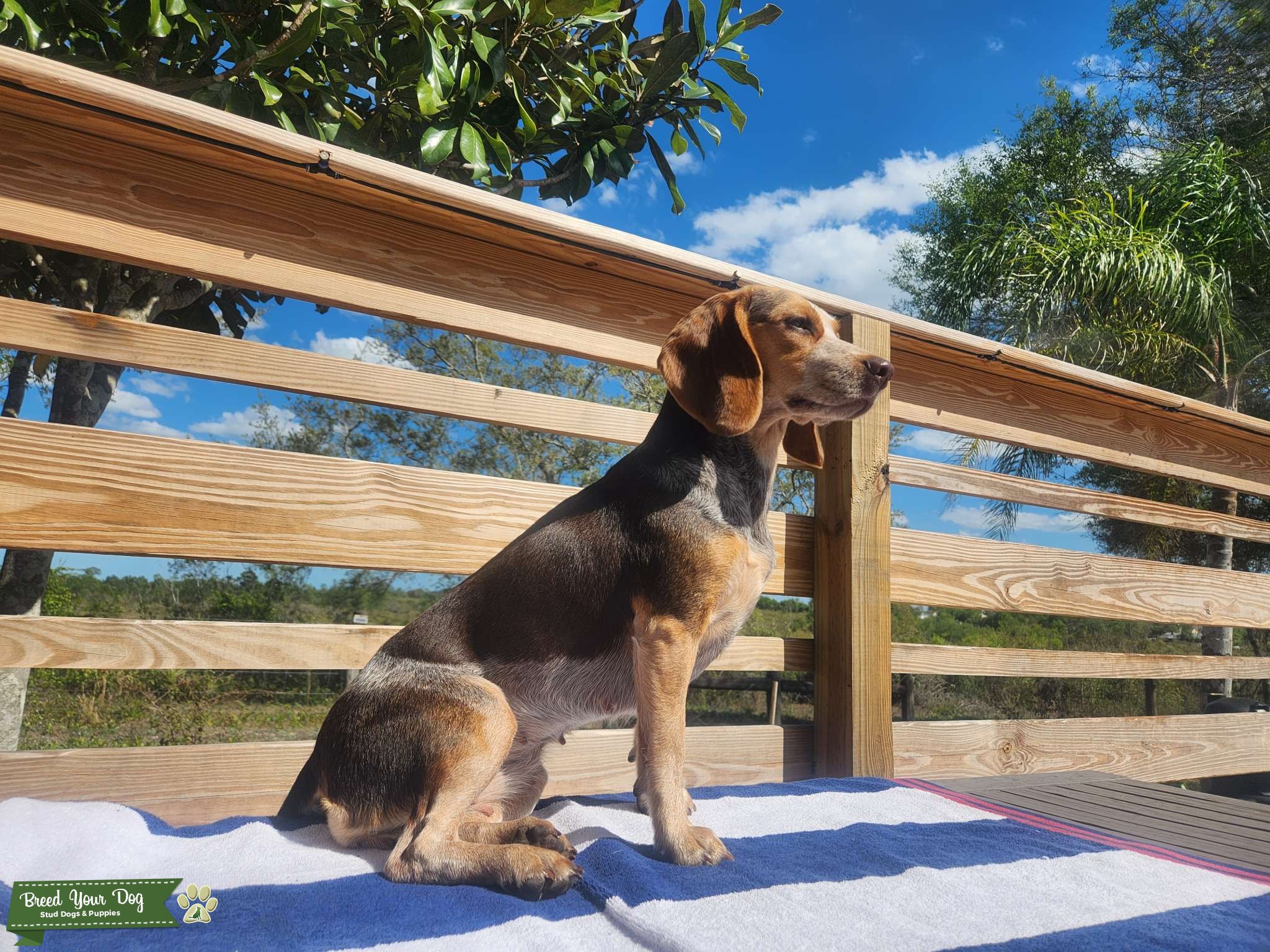 Red Tick Purebred Beagle - Stud Dog in Florida, United States | Breed ...
